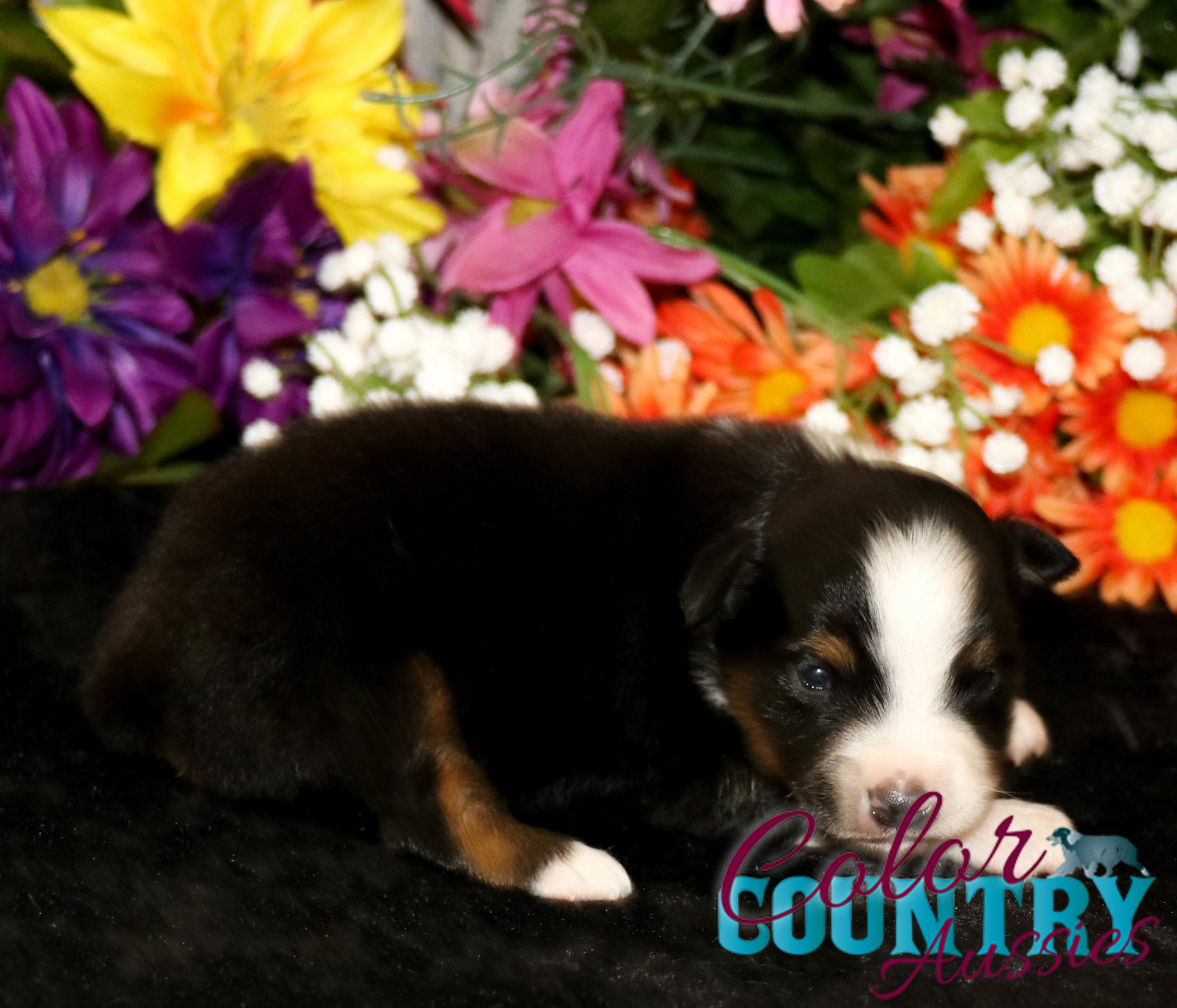 Melody & Bluff Black Tri Male | Color Country Aussies