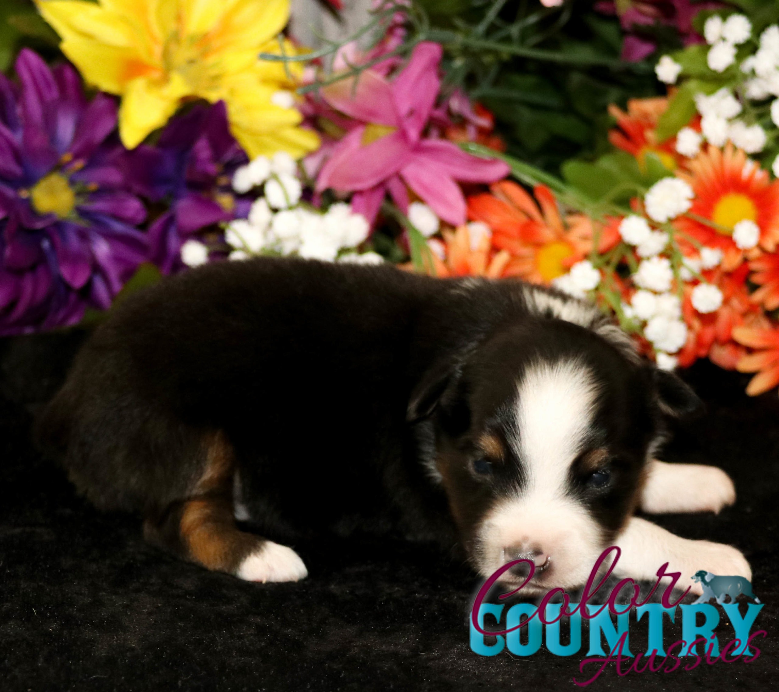 Melody & Bluff Black Tri Male | Color Country Aussies