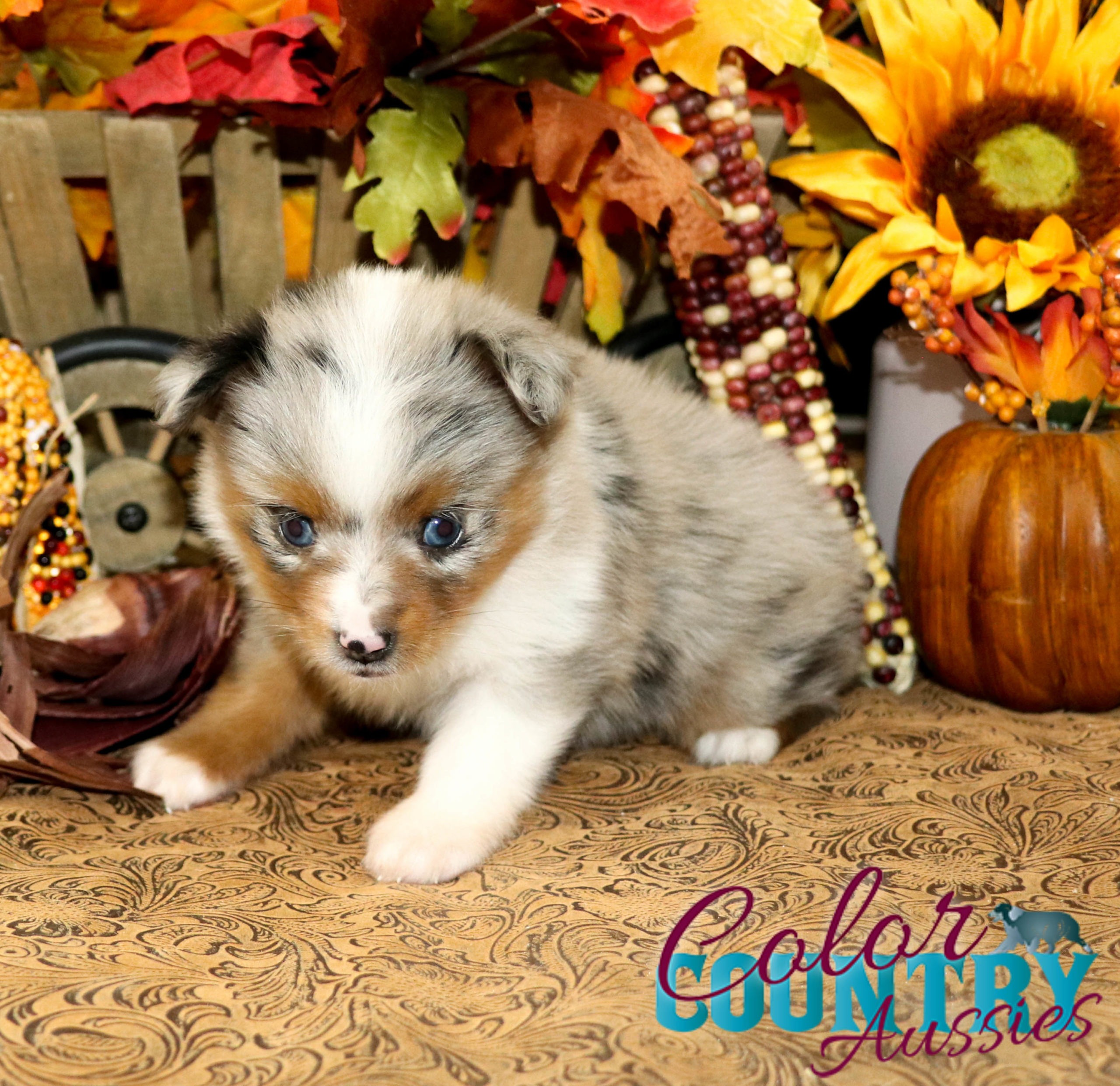 Melody & Bluff Blue Merle Female | Color Country Aussies