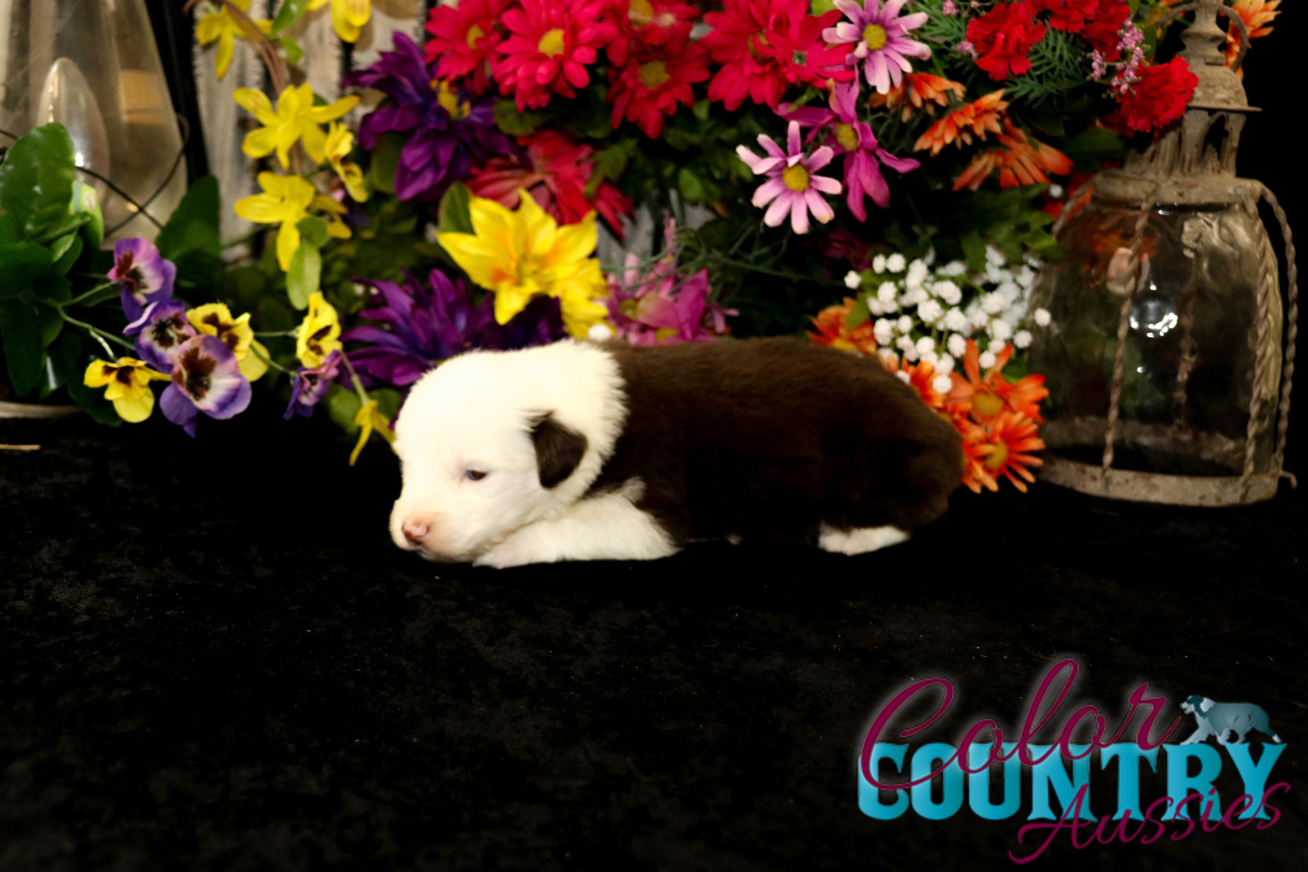 Red & Smoke Red Tri Female (mismark pet) | Color Country Aussies