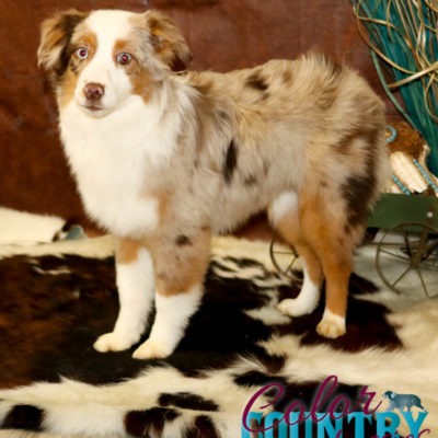 Mini Pups | Color Country Aussies