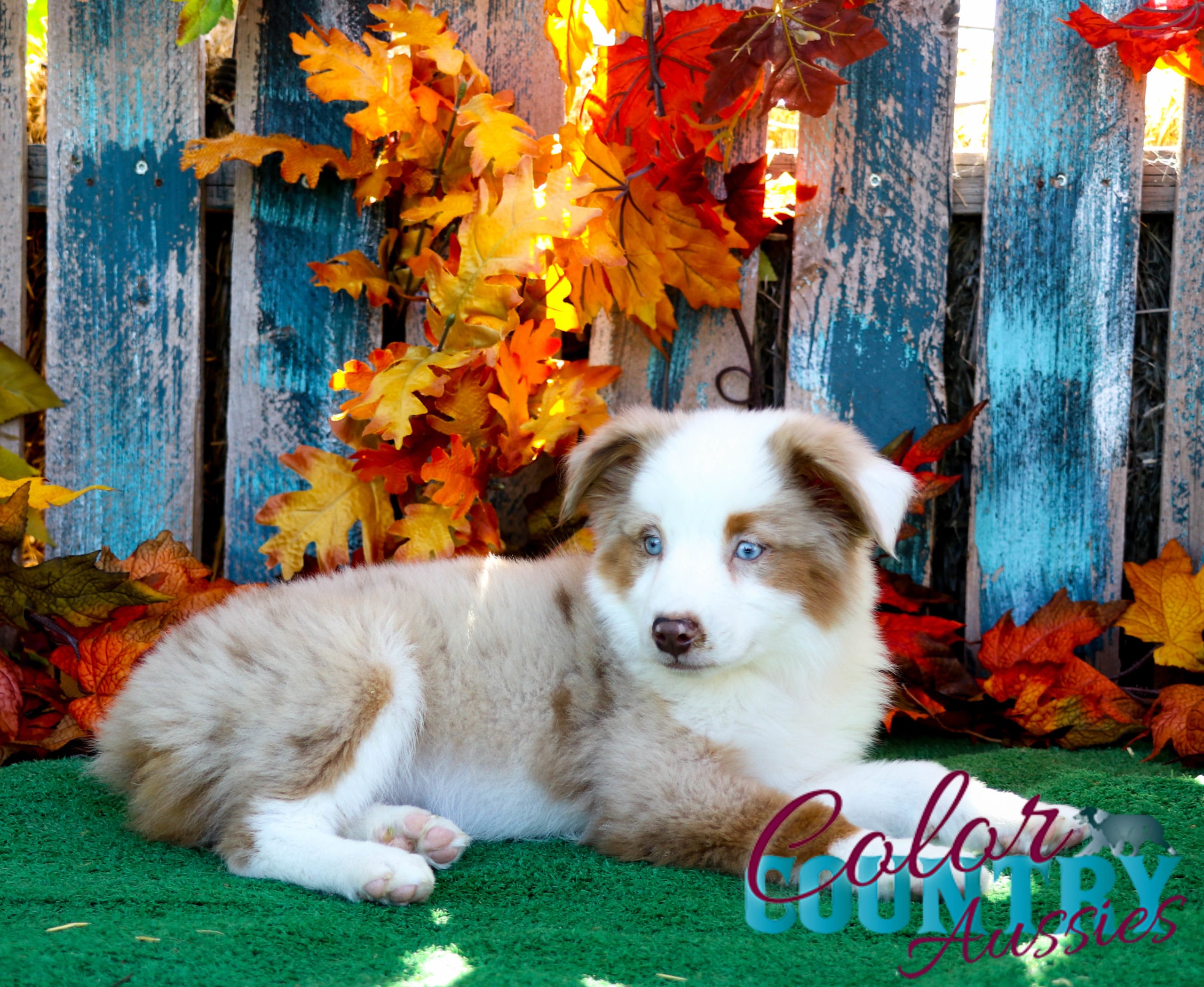Red & Smoke Red Merle Female 3 | Color Country Aussies