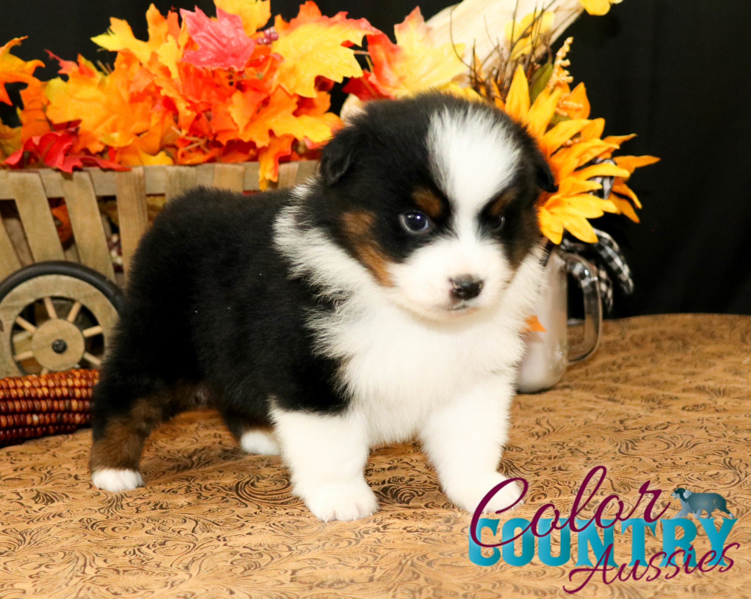 Dixie X Utban Black Tri Male 1, Toy Aussie For Sale, Color Country ...