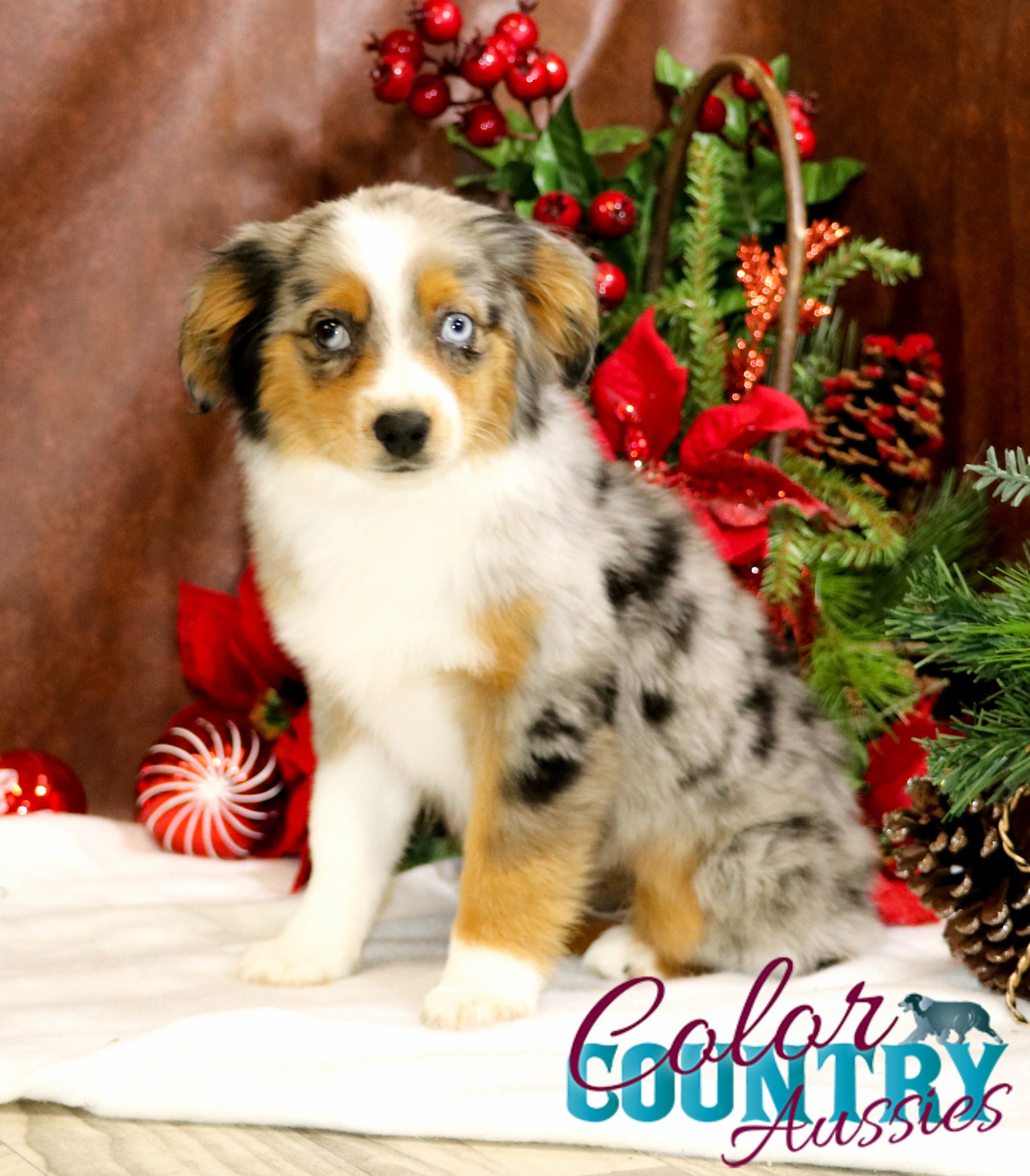 Pixie & Possum Blue Merle Female 2 | Color Country Aussies