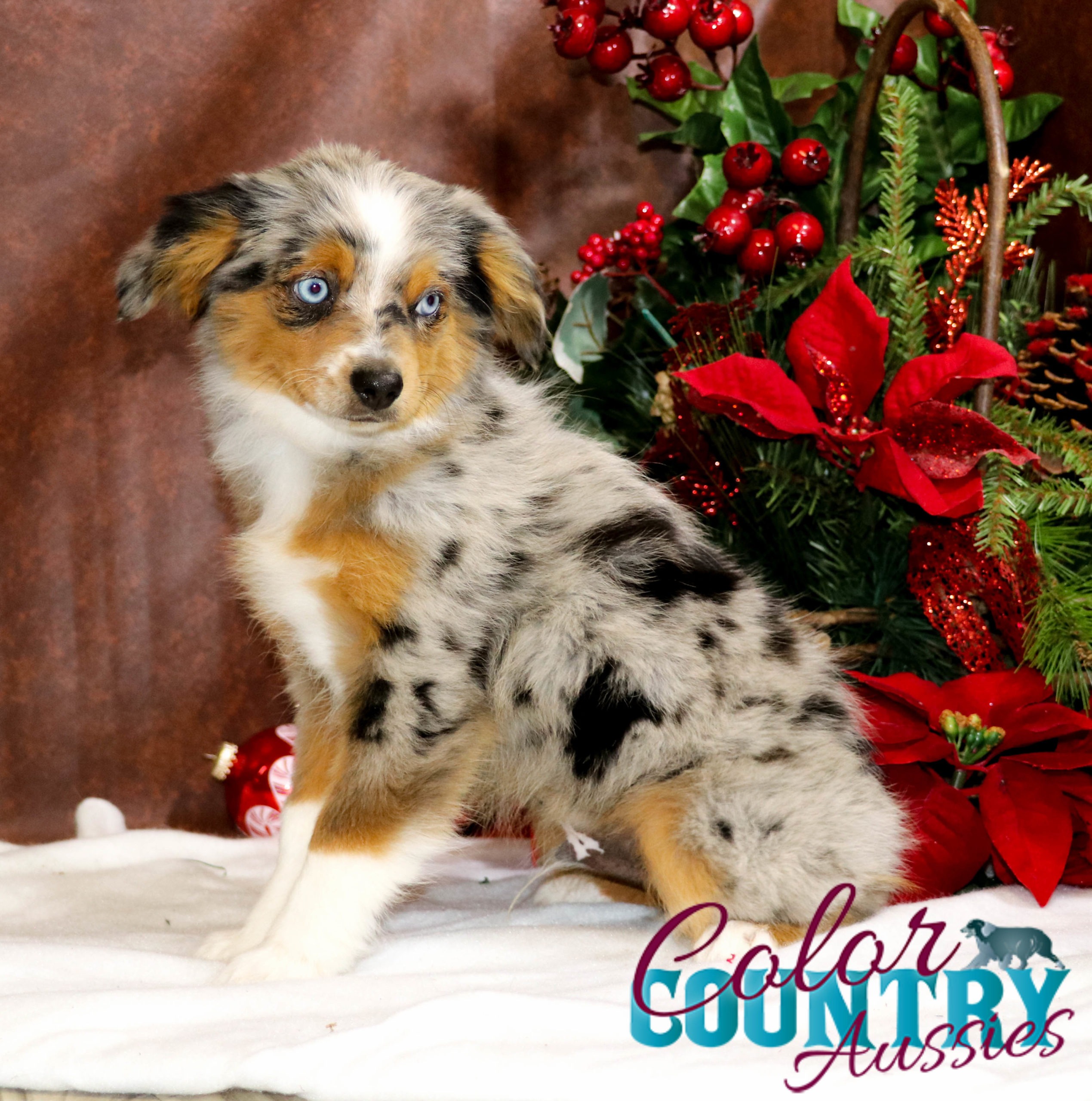 Pixie Blue Merle Male 1 | Color Country Aussies