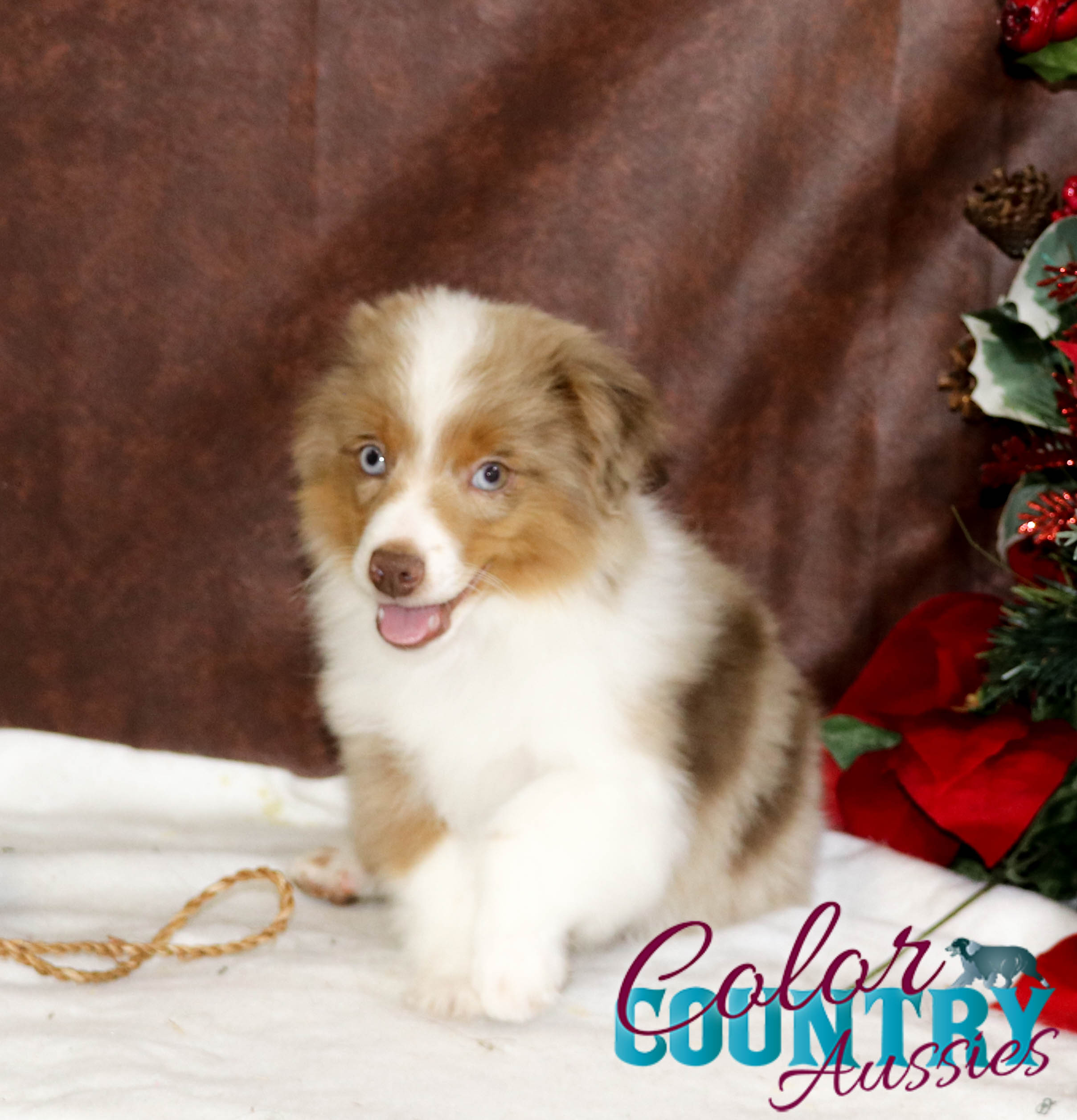 Rogue & Halo Red Merle Male | Color Country Aussies