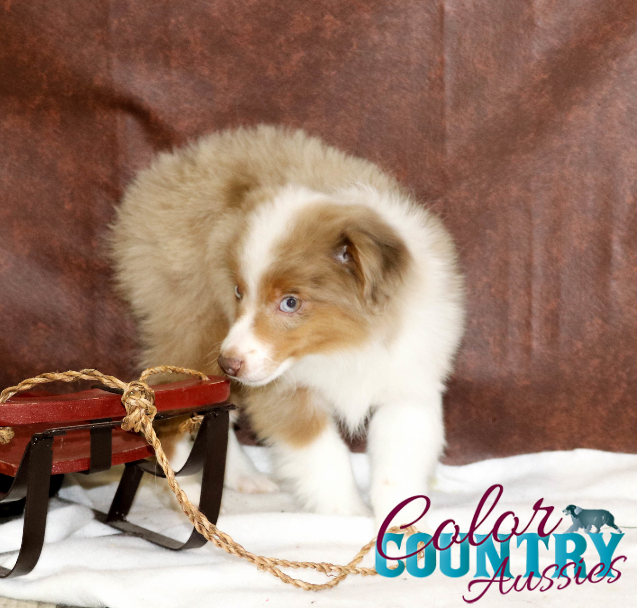 Rogue & Halo Red Merle Male | Color Country Aussies