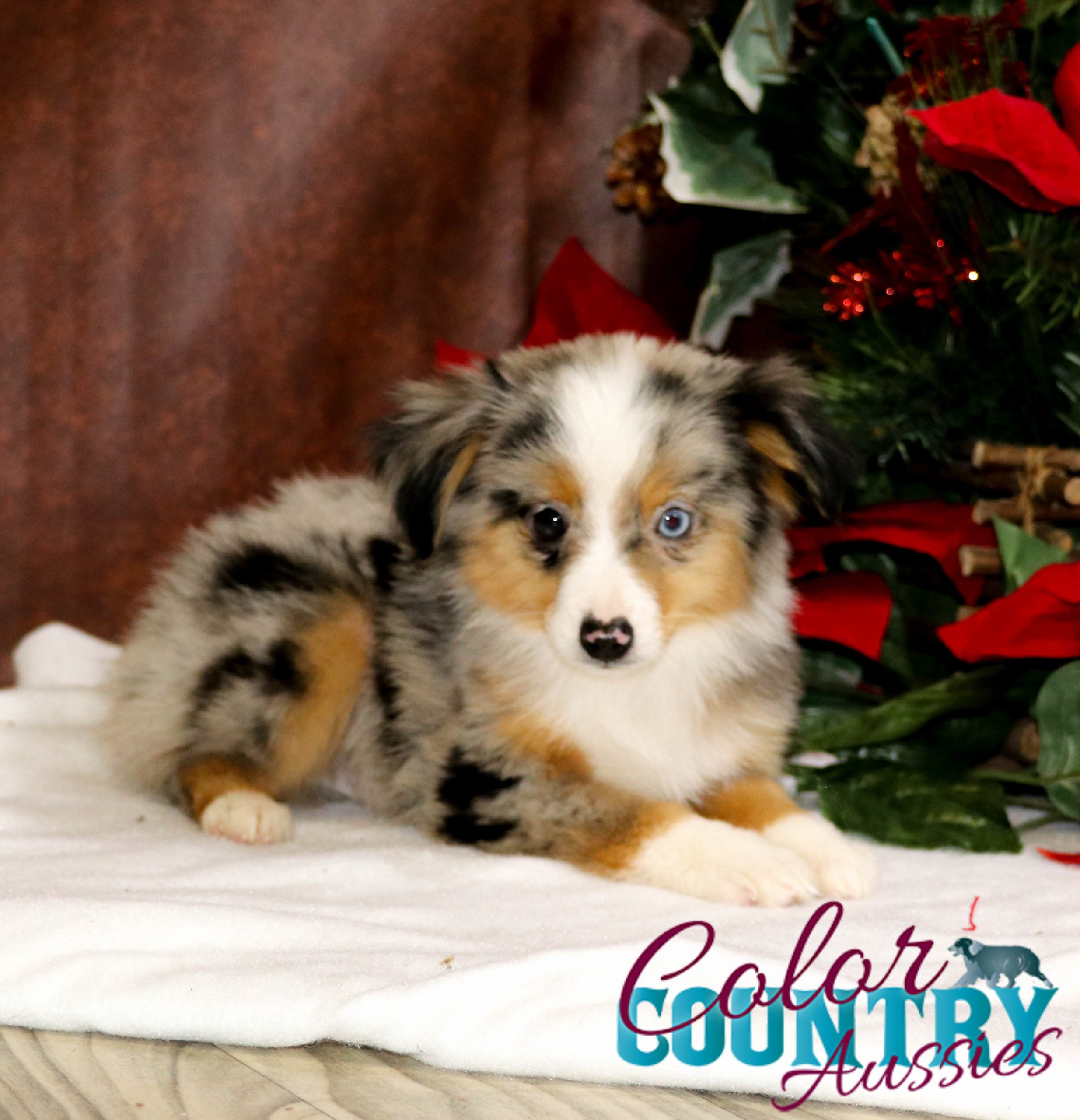 Pixie & Possum Blue Merle Male 2 | Color Country Aussies