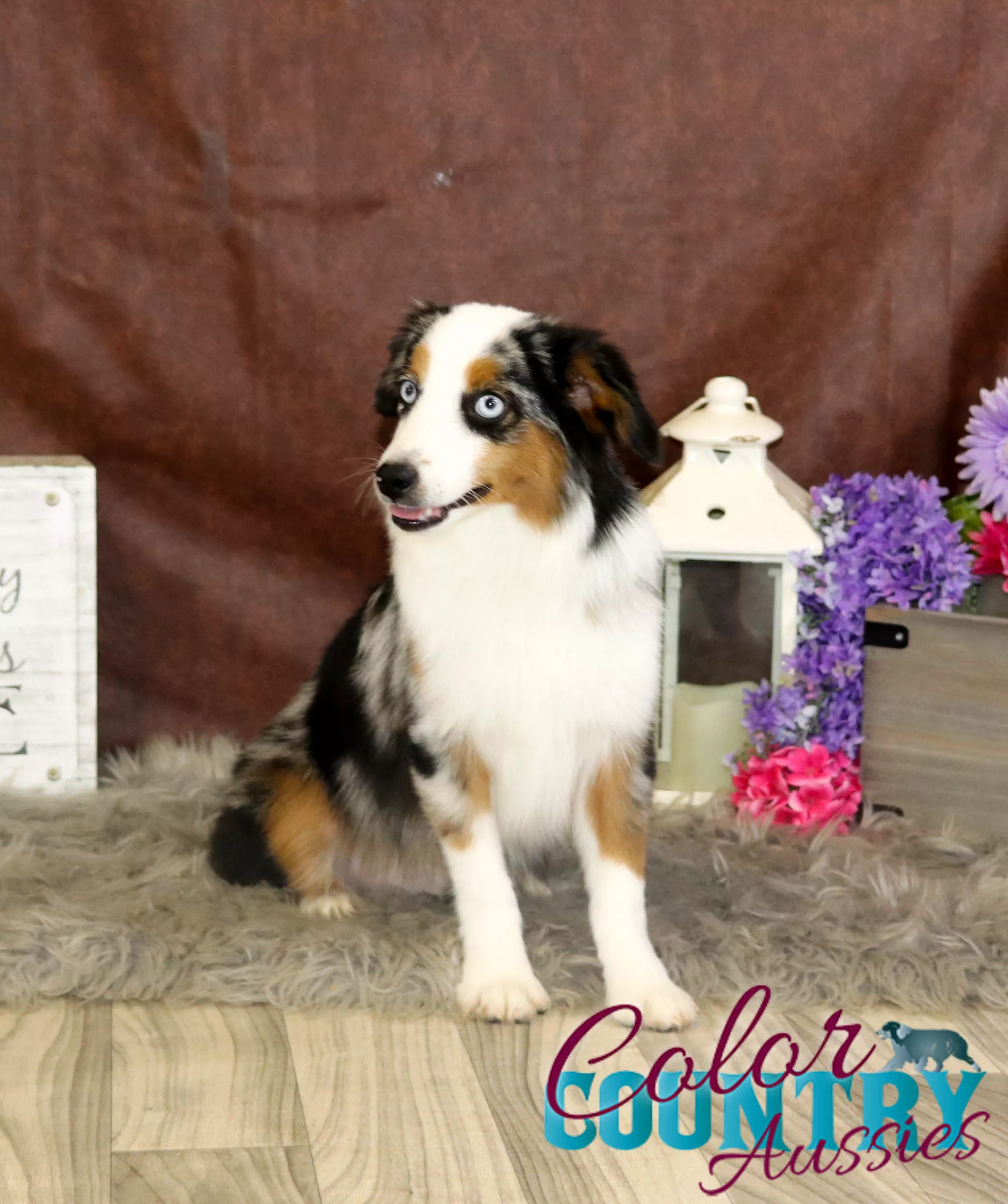 Dazzle x Newt Blue Merle Male | Color Country Aussies