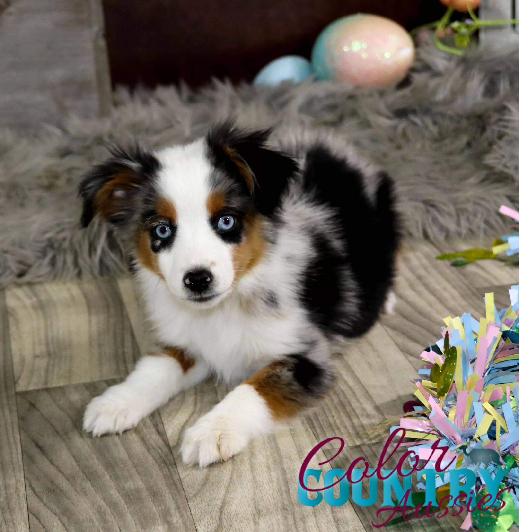Dazzle x Newt Blue Merle Male | Color Country Aussies
