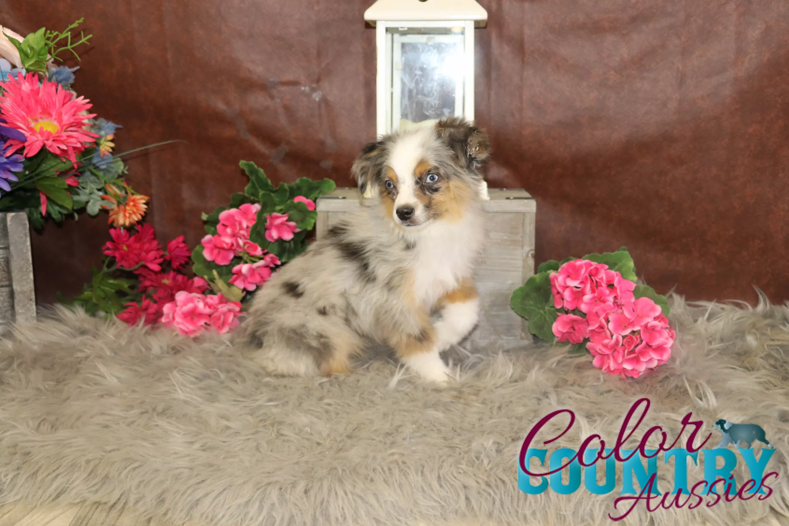 Midnight x Possum Blue Merle Female 2 | Color Country Aussies
