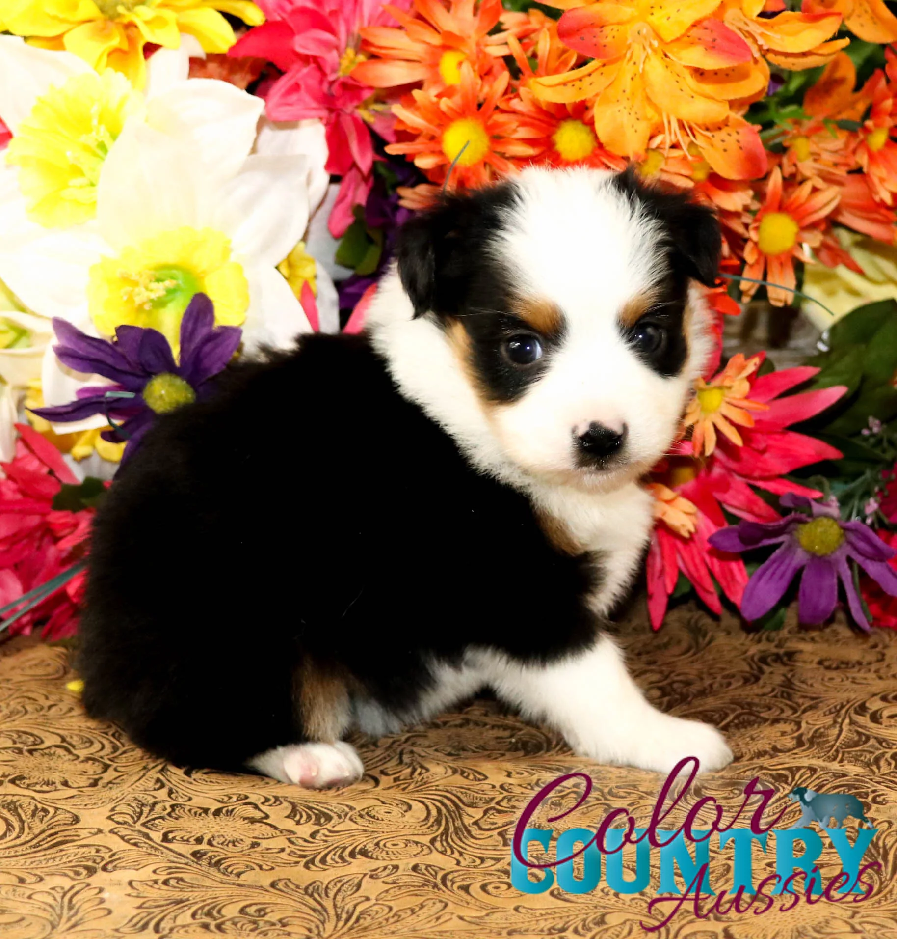 Robbin x Durango Black Tri Female | Color Country Aussies
