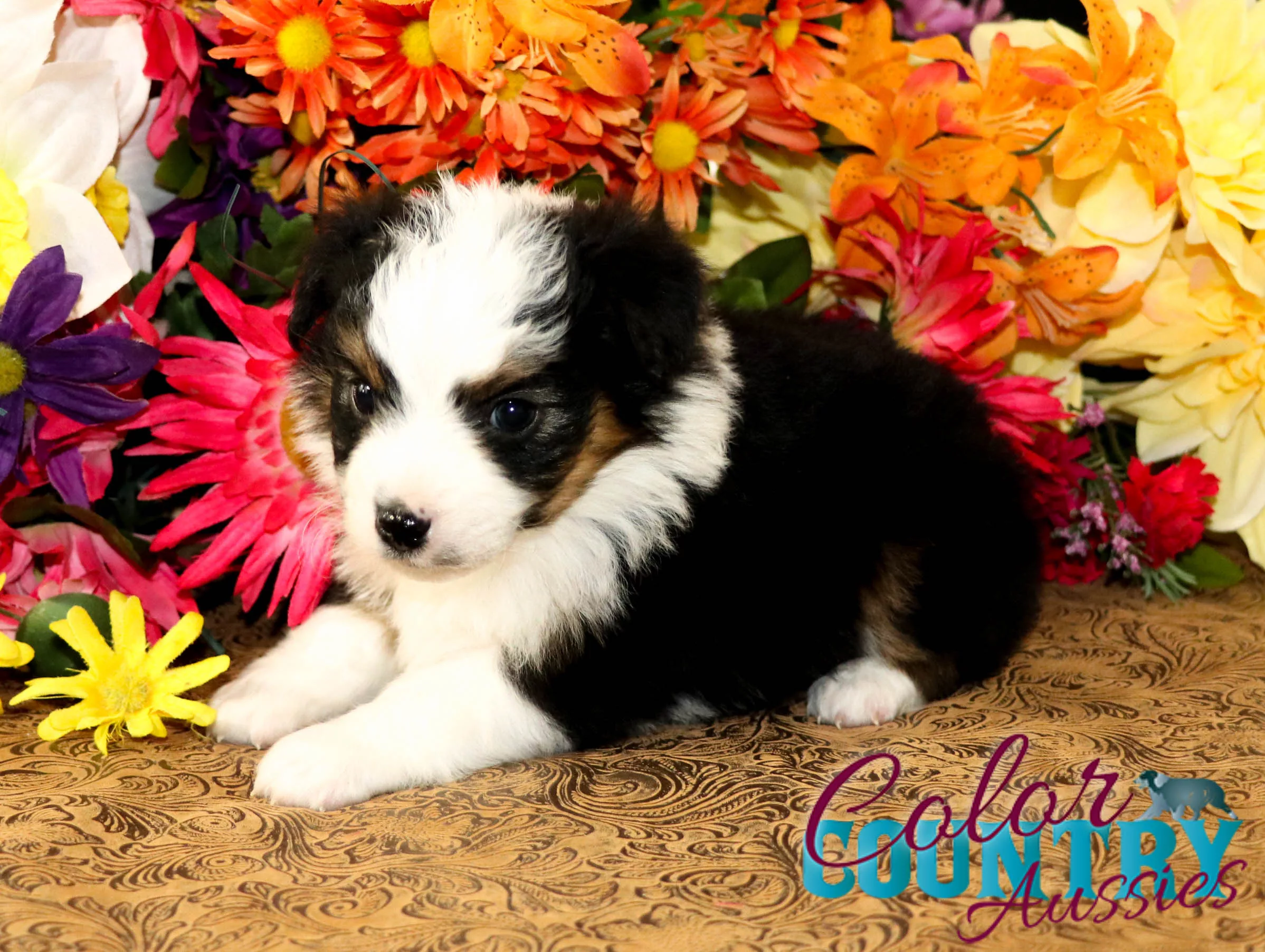Robbin x Durango Black Tri Male 2 | Color Country Aussies
