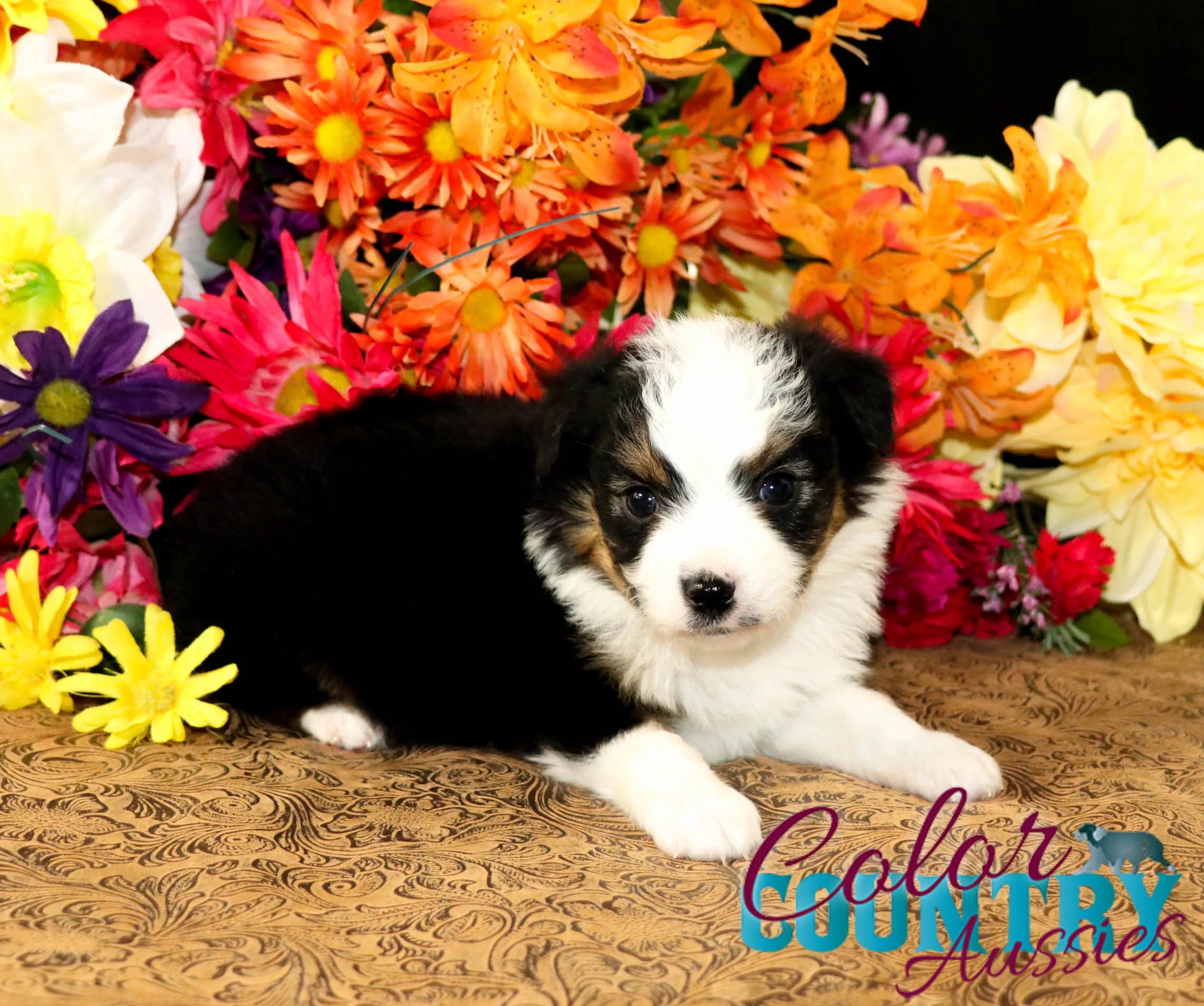 Robbin x Durango Black Tri Male 2 | Color Country Aussies