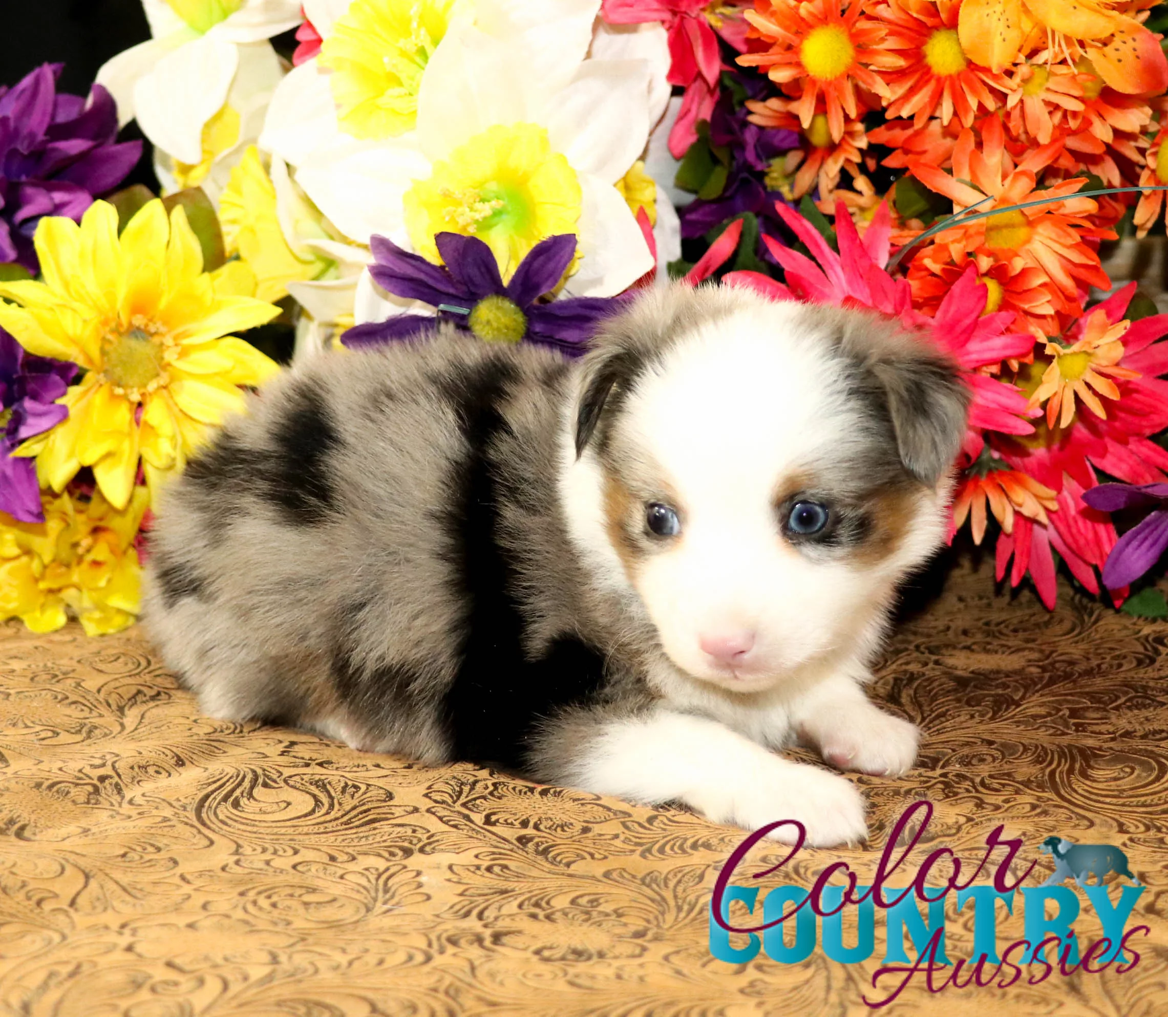 Robbin x Durango Blue Merle Male | Color Country Aussies