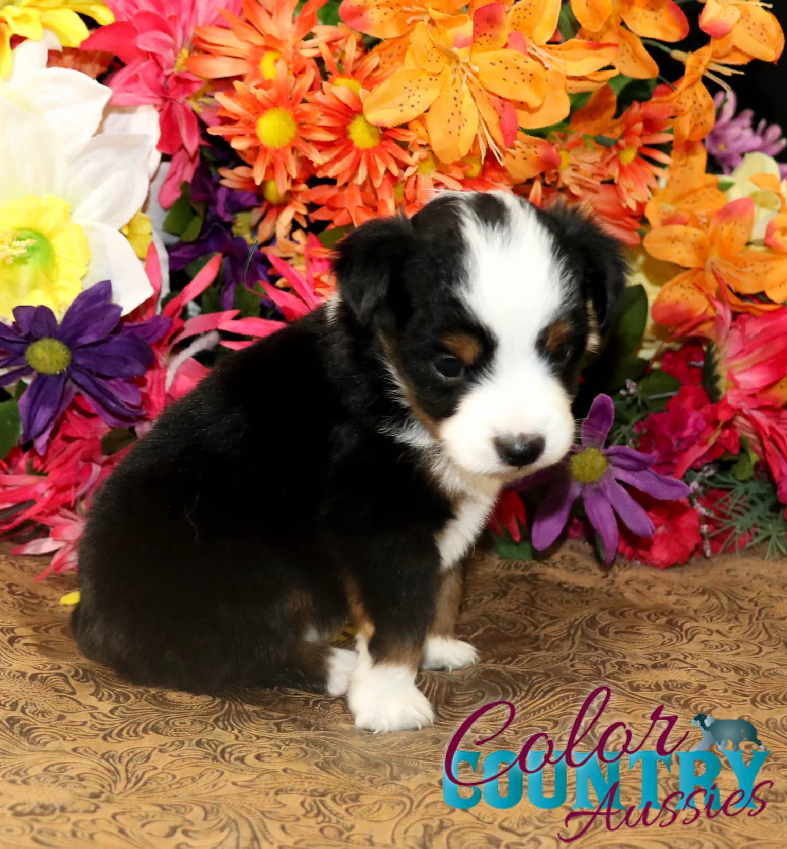 Picky Black Tri Female (staying here at Color Country Aussies) | Color ...