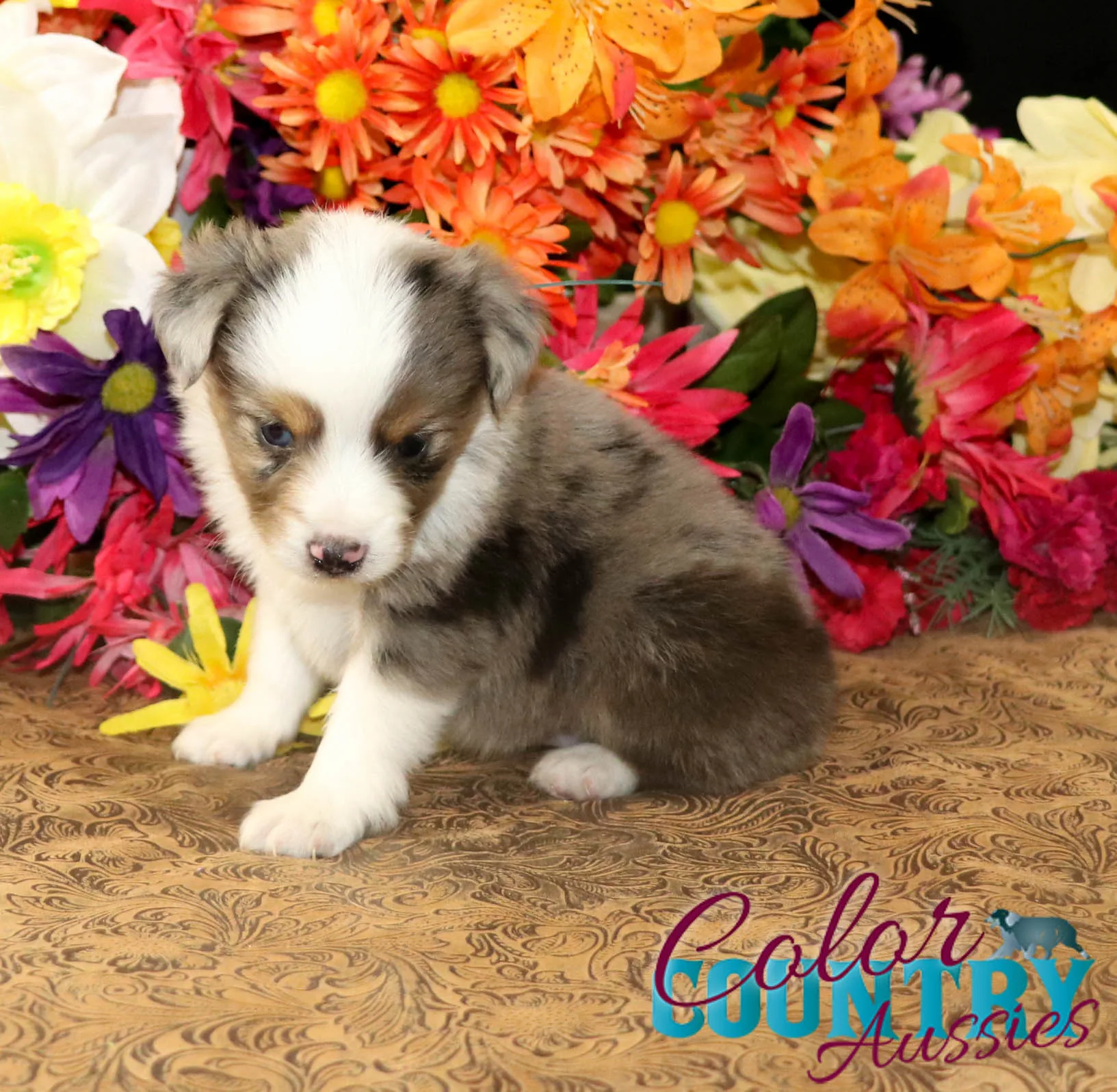 Picky Blue Merle Male | Color Country Aussies