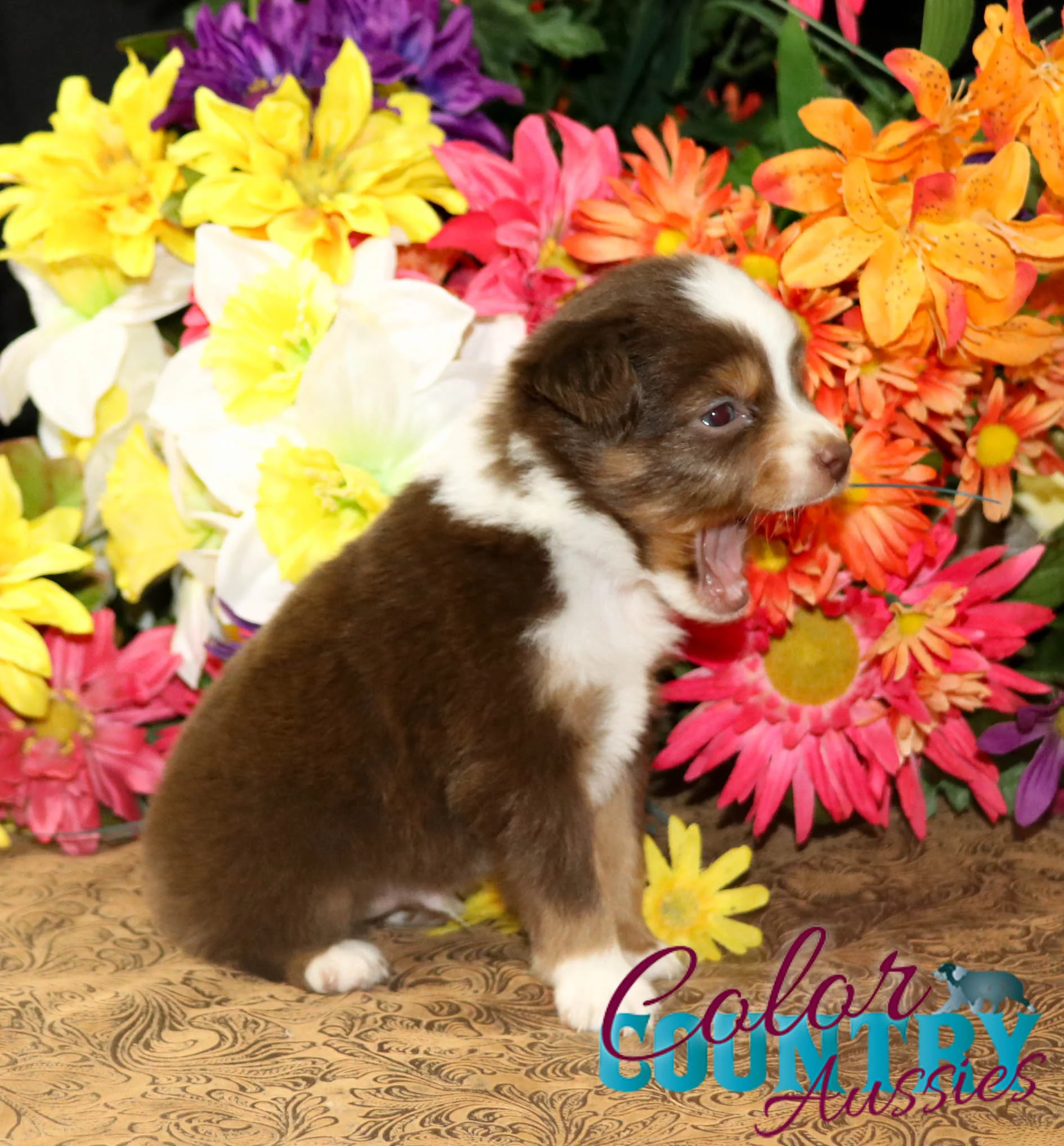 Picky Red Tri Male | Color Country Aussies