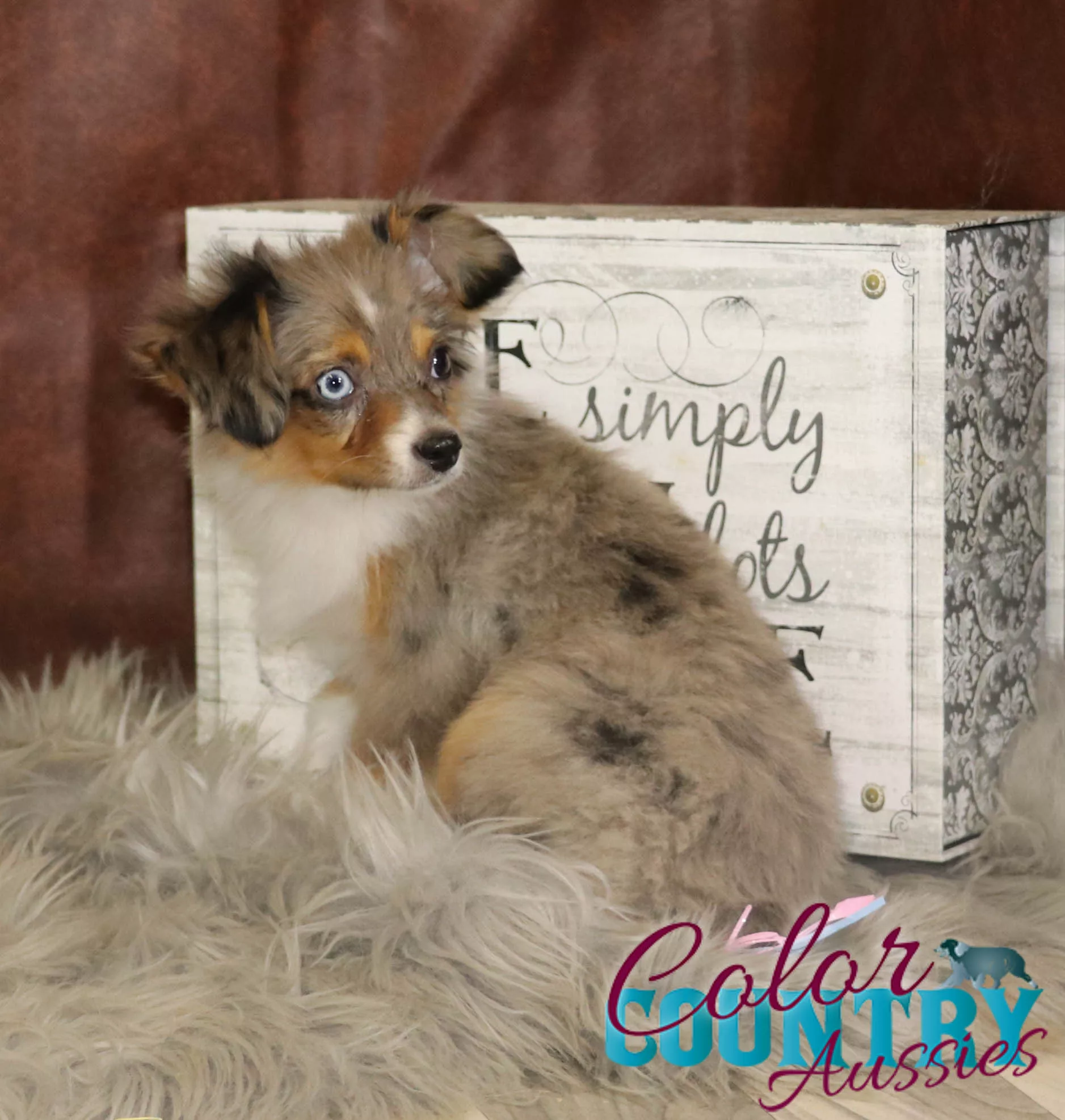 Midnight x Possum Blue Merle Female 2 | Color Country Aussies