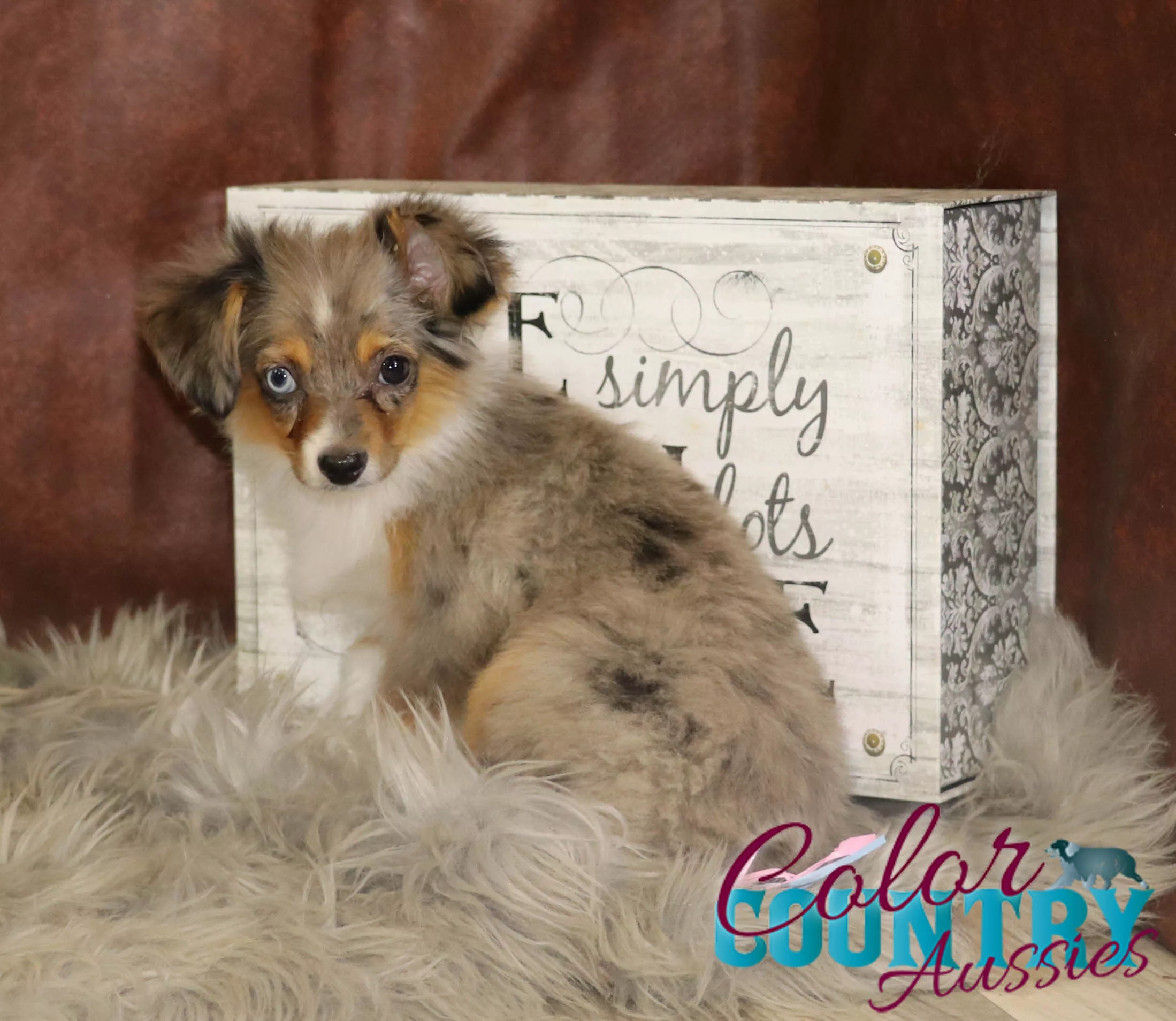 Midnight x Possum Blue Merle Female 2 | Color Country Aussies