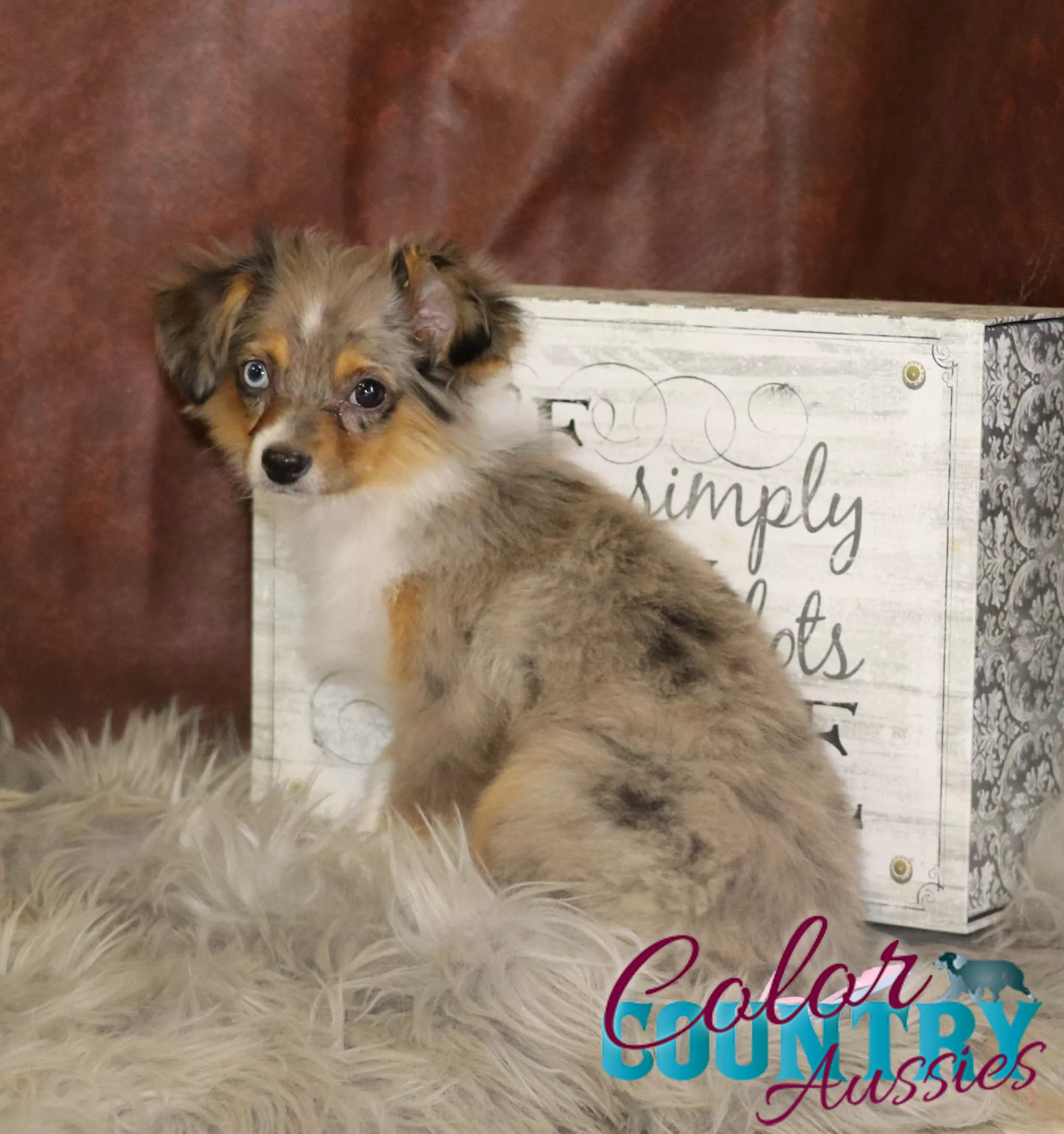 Midnight x Possum Blue Merle Female 2 | Color Country Aussies