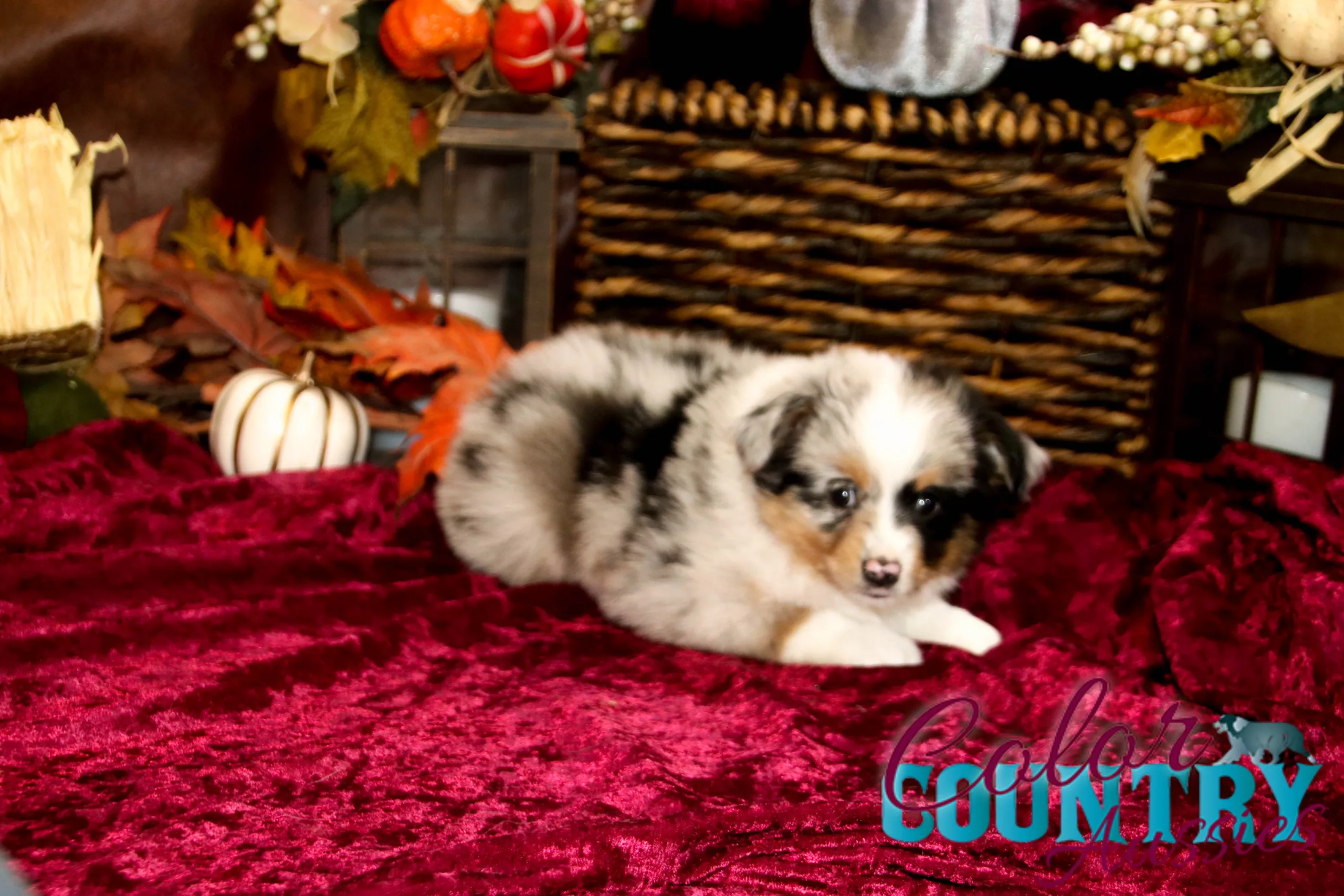 Faith x Durango BMF | Color Country Aussies