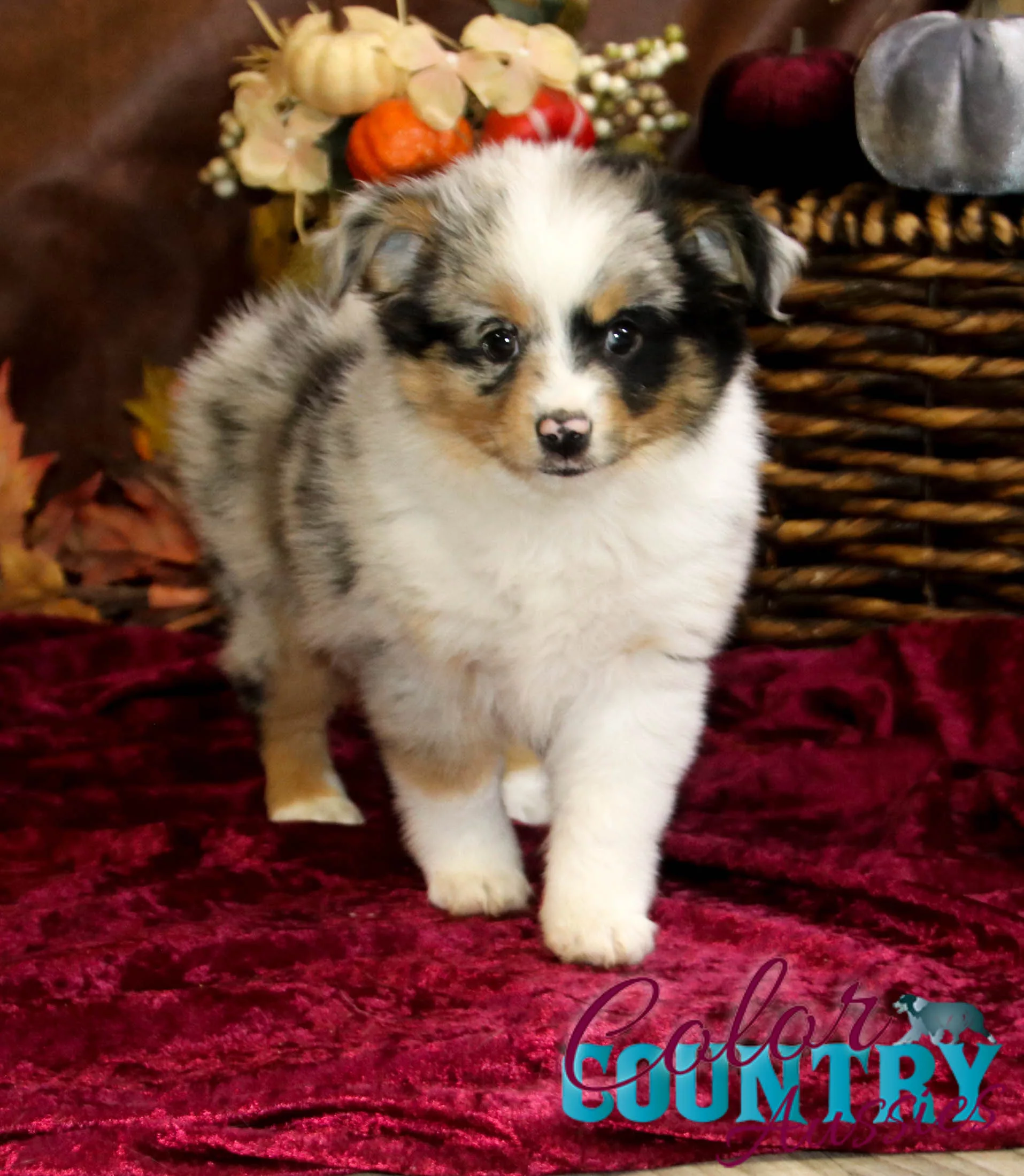 Faith x Durango BMF | Color Country Aussies