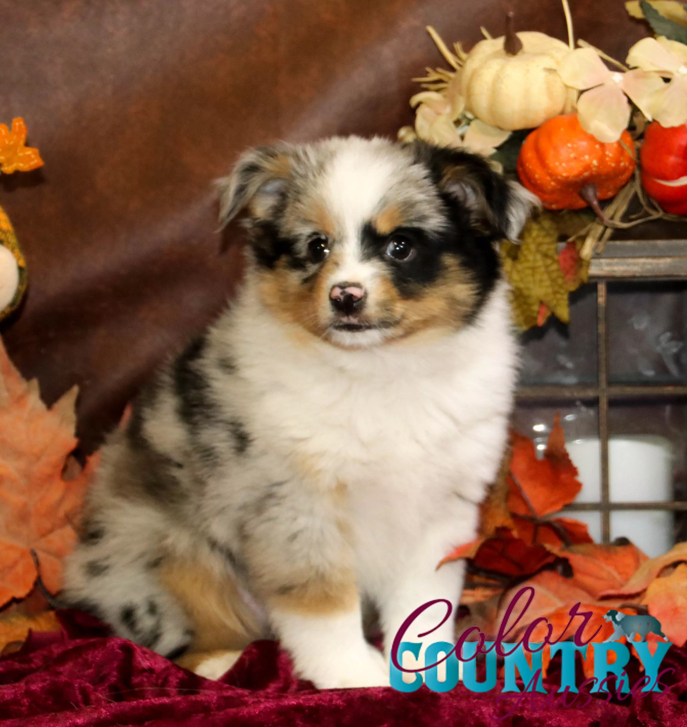 Faith x Durango BMF | Color Country Aussies