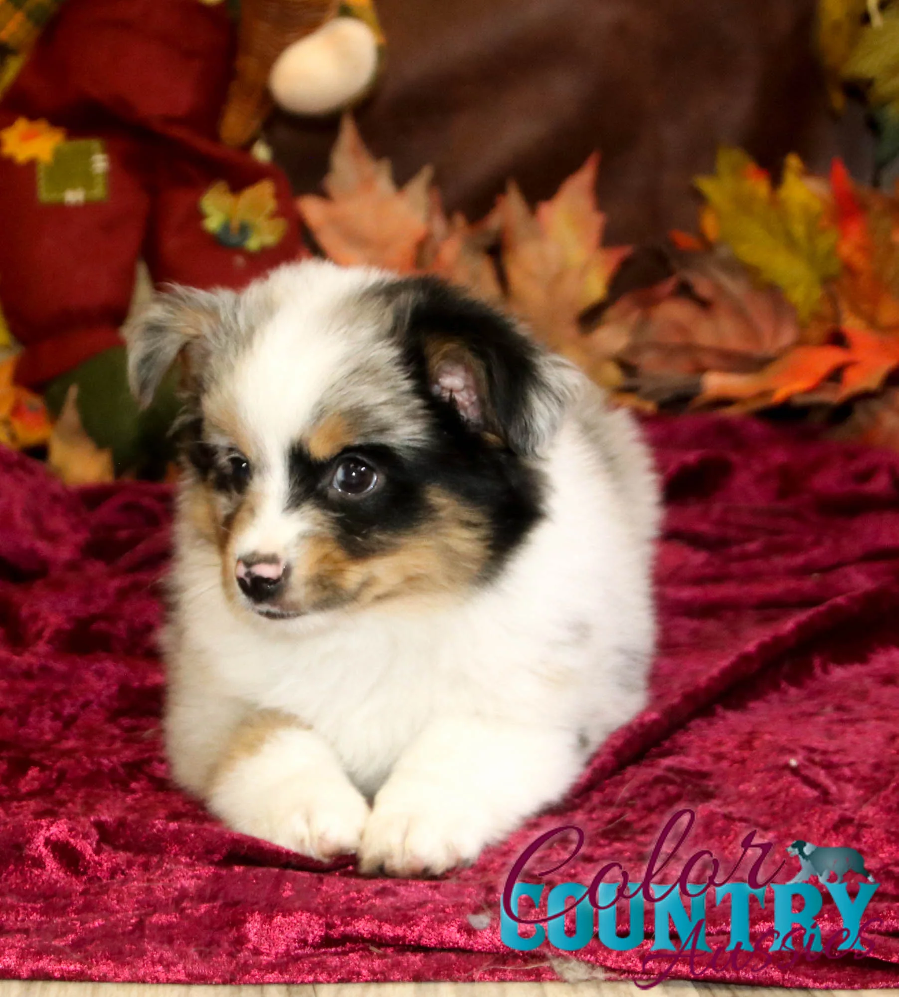 Faith x Durango BMF | Color Country Aussies