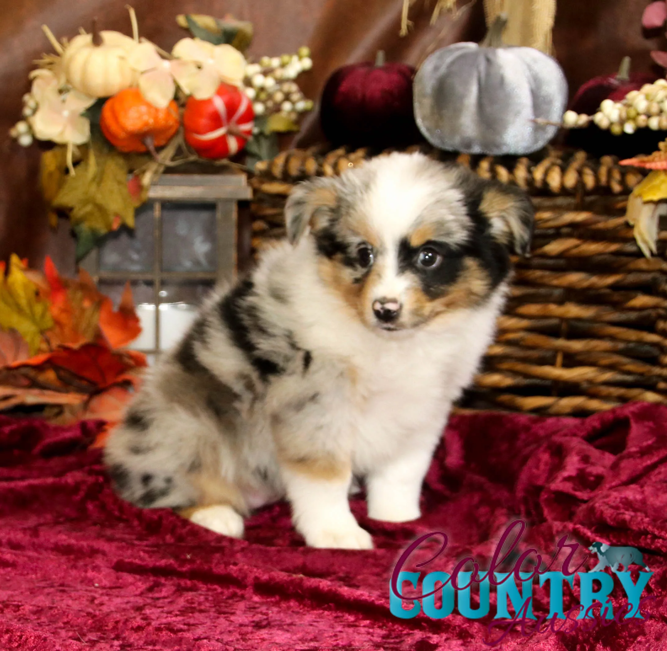 Faith x Durango BMF | Color Country Aussies