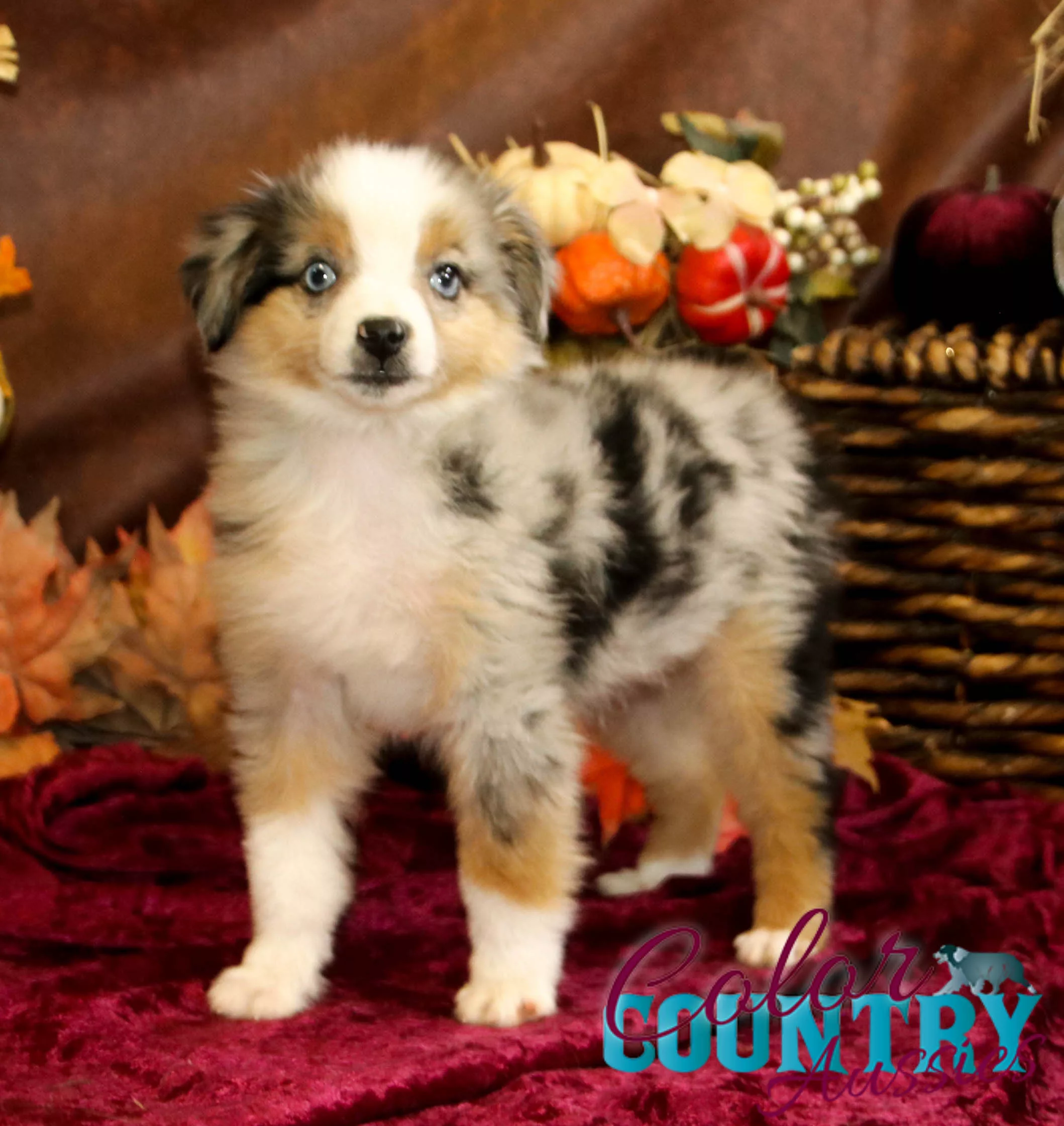 Honey x Possum BMF 1 | Color Country Aussies