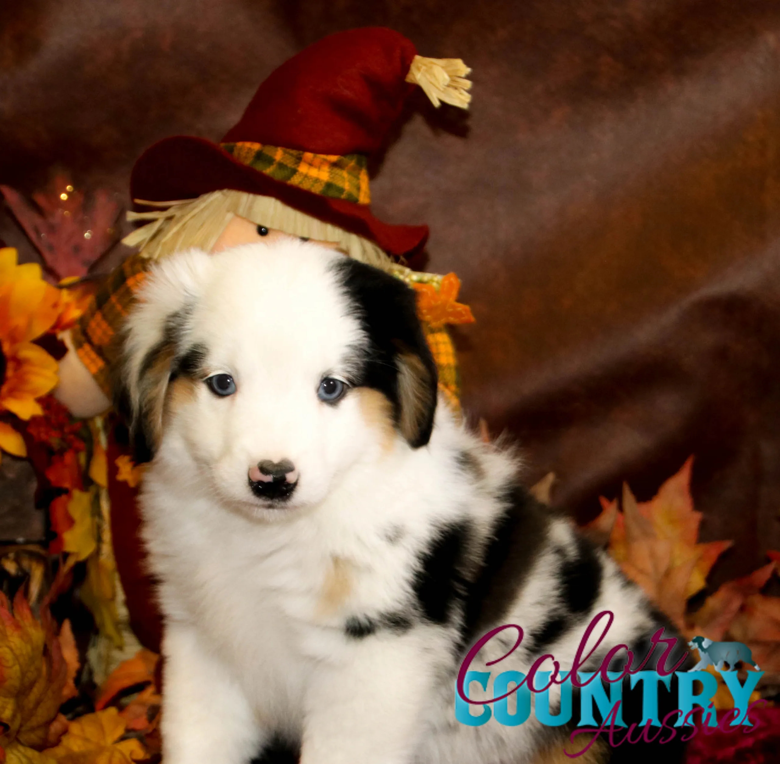 Dazzle x Newt Blue Merle Male 2 | Color Country Aussies