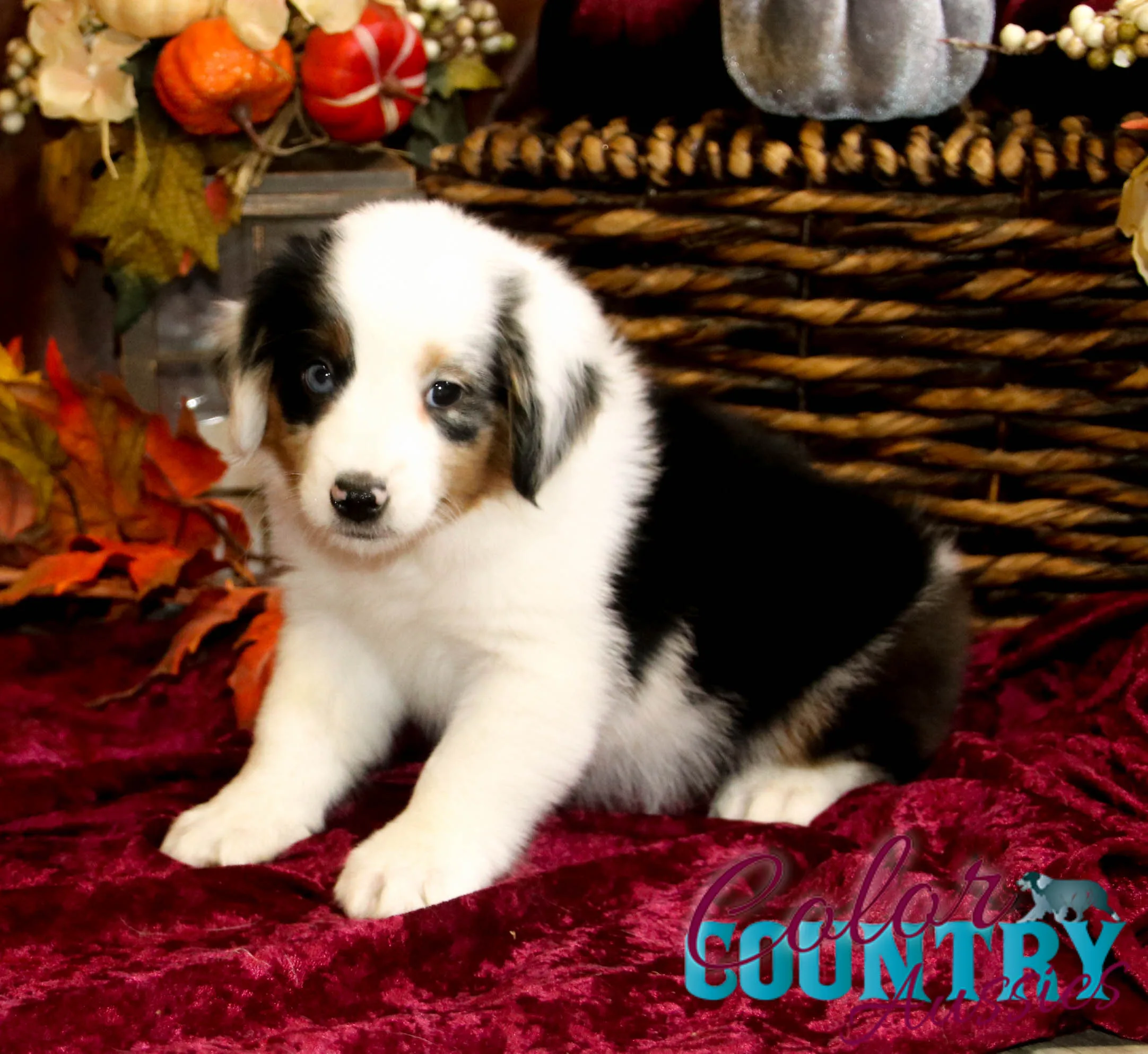 Dazzle x Newt Blue Merle Female | Color Country Aussies