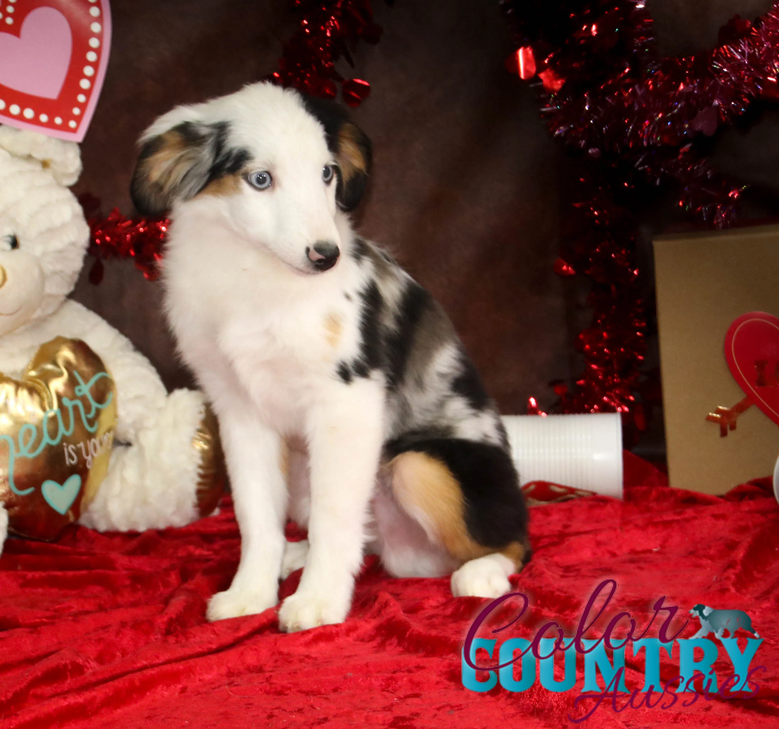 Dazzle x Newt Blue Merle Male 2 | Color Country Aussies
