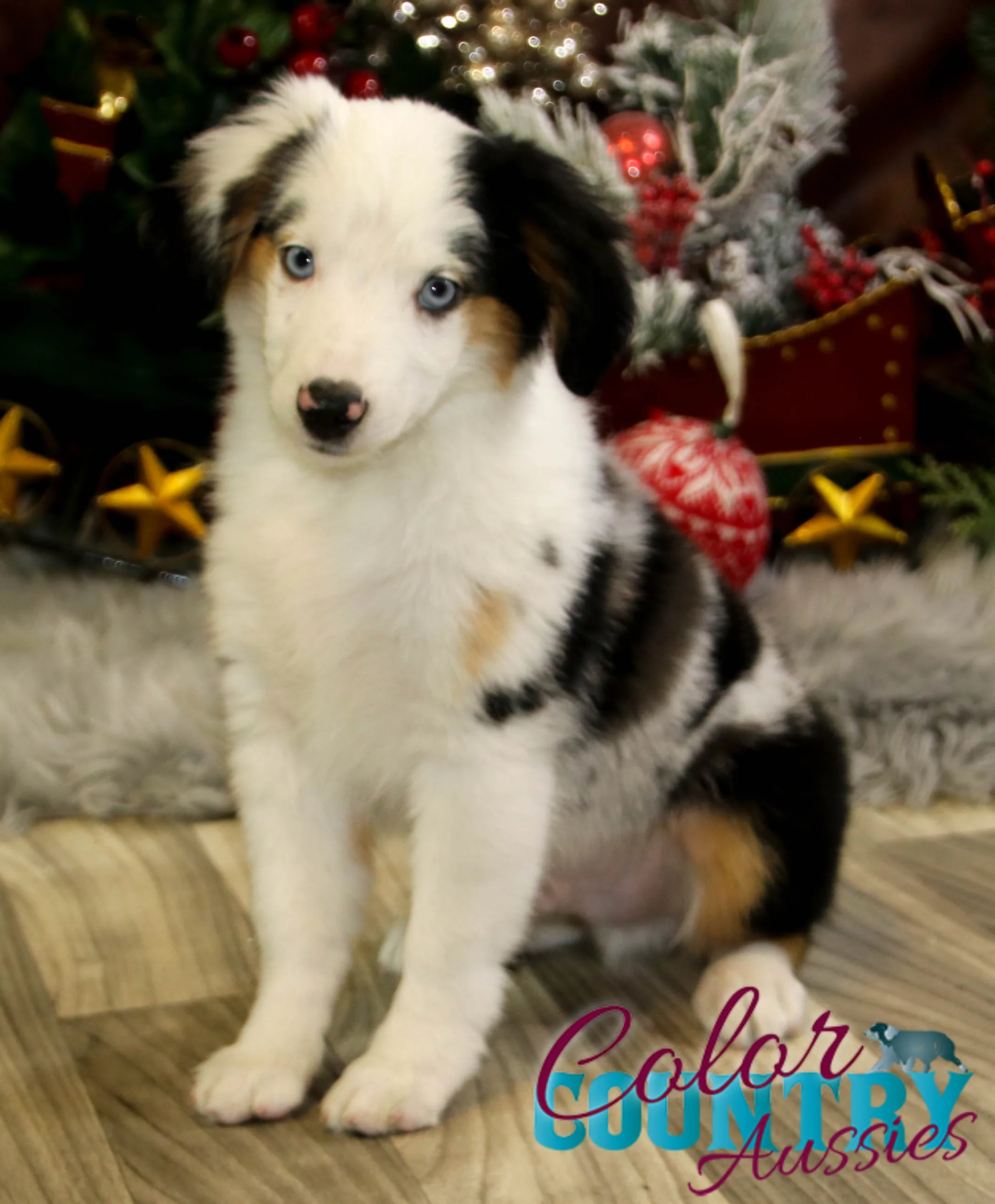 Dazzle x Newt Blue Merle Male 2 | Color Country Aussies