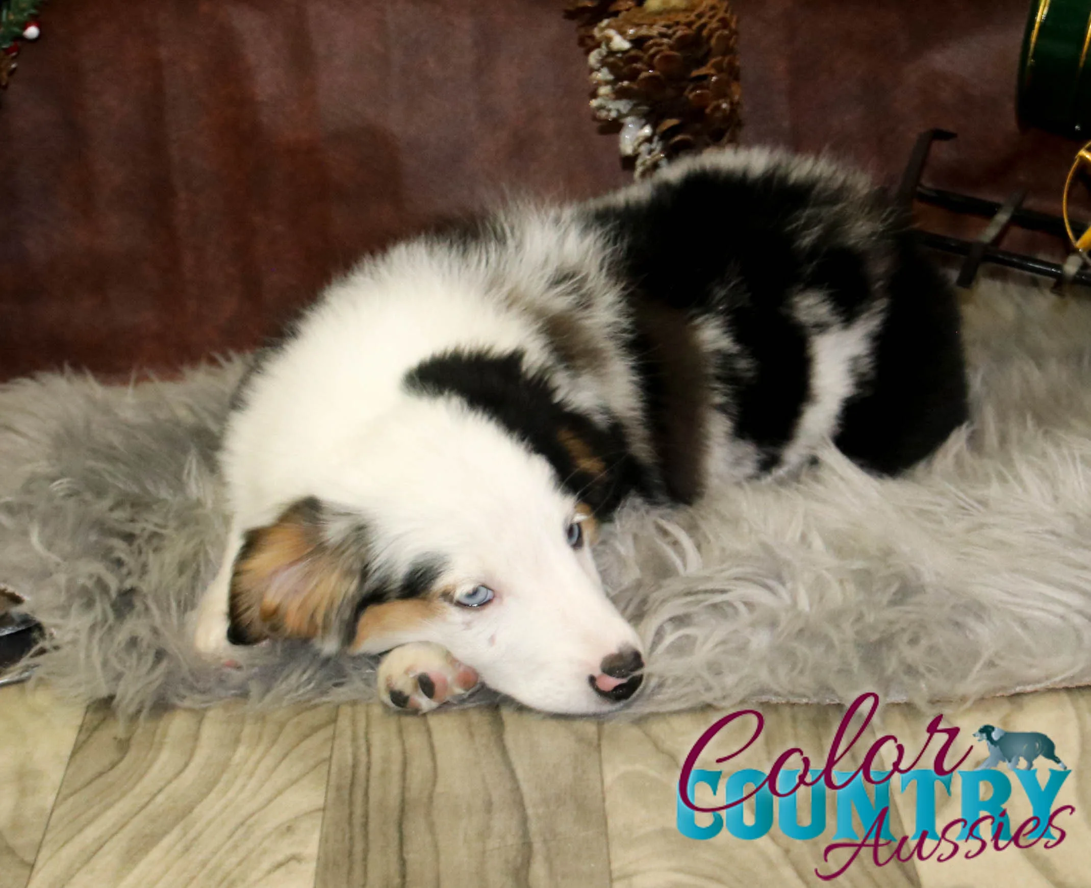 Dazzle x Newt Blue Merle Male 2 | Color Country Aussies