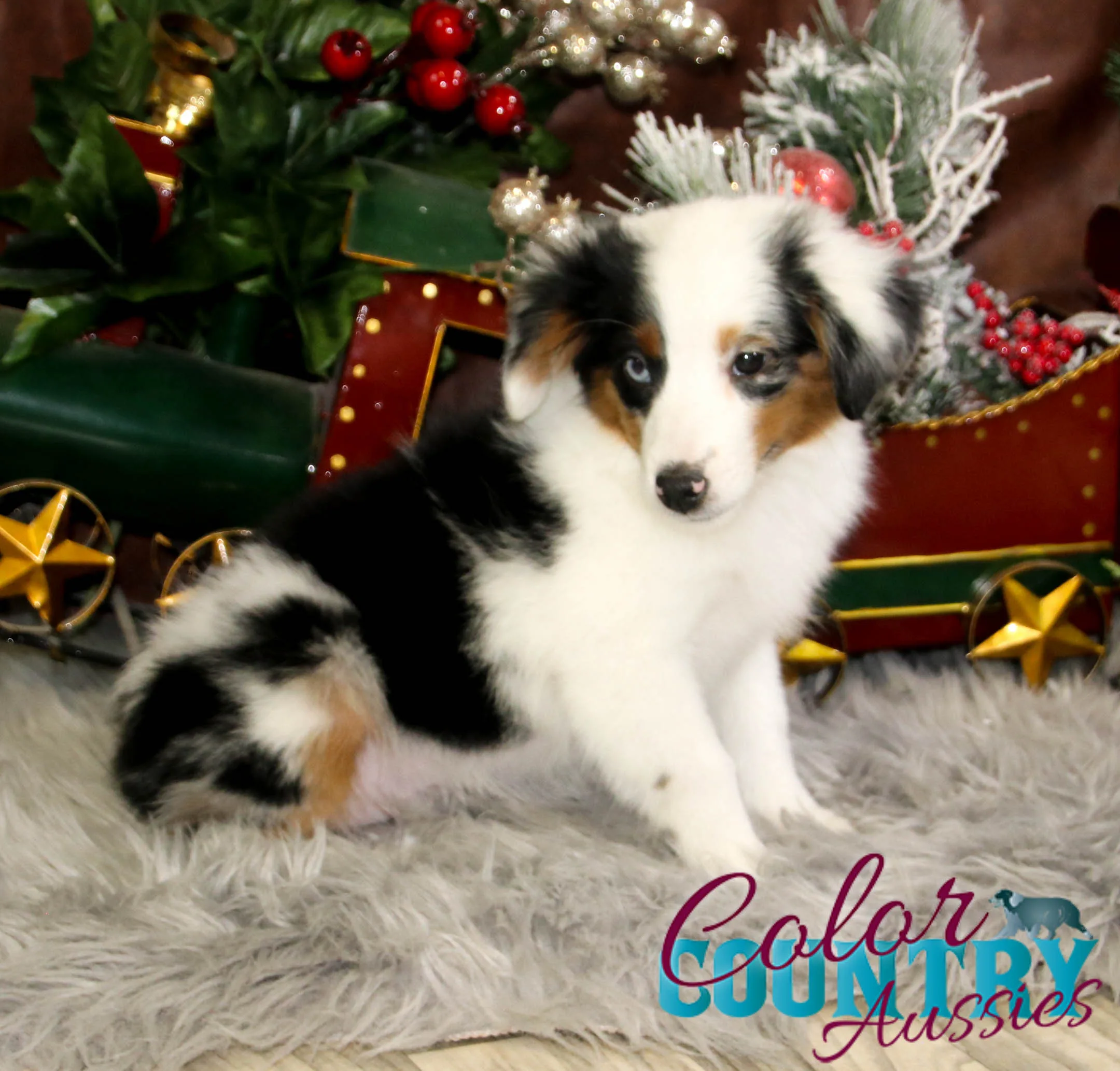 Dazzle x Newt Blue Merle Female | Color Country Aussies