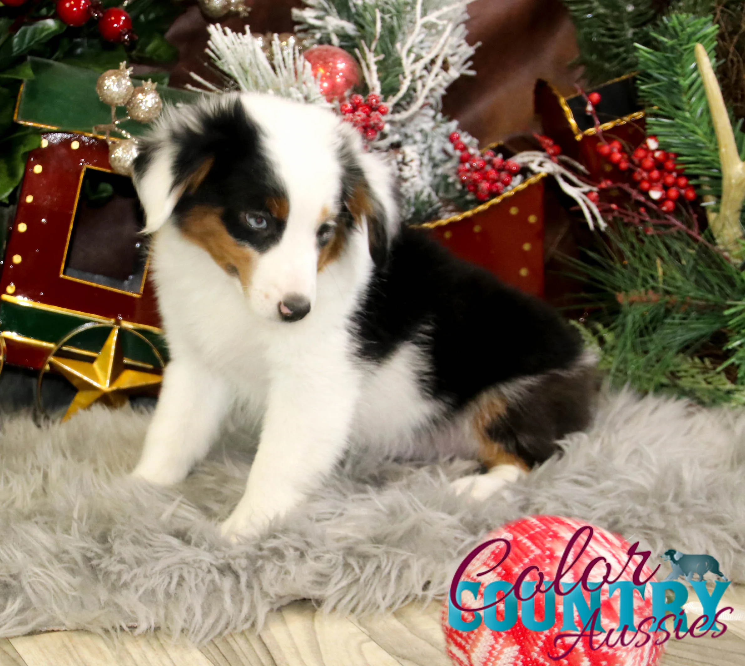 Dazzle x Newt Blue Merle Female | Color Country Aussies