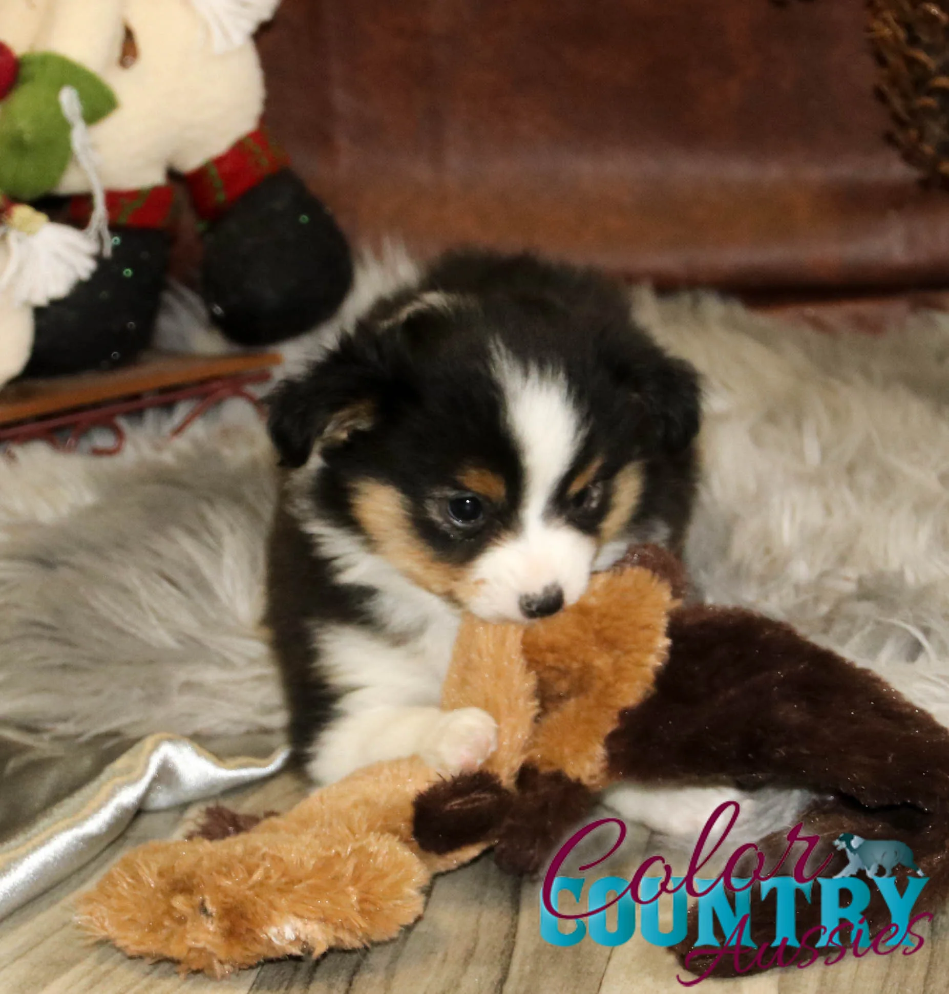 Ann x Roman Tiny Toy Black Tri Female | Color Country Aussies