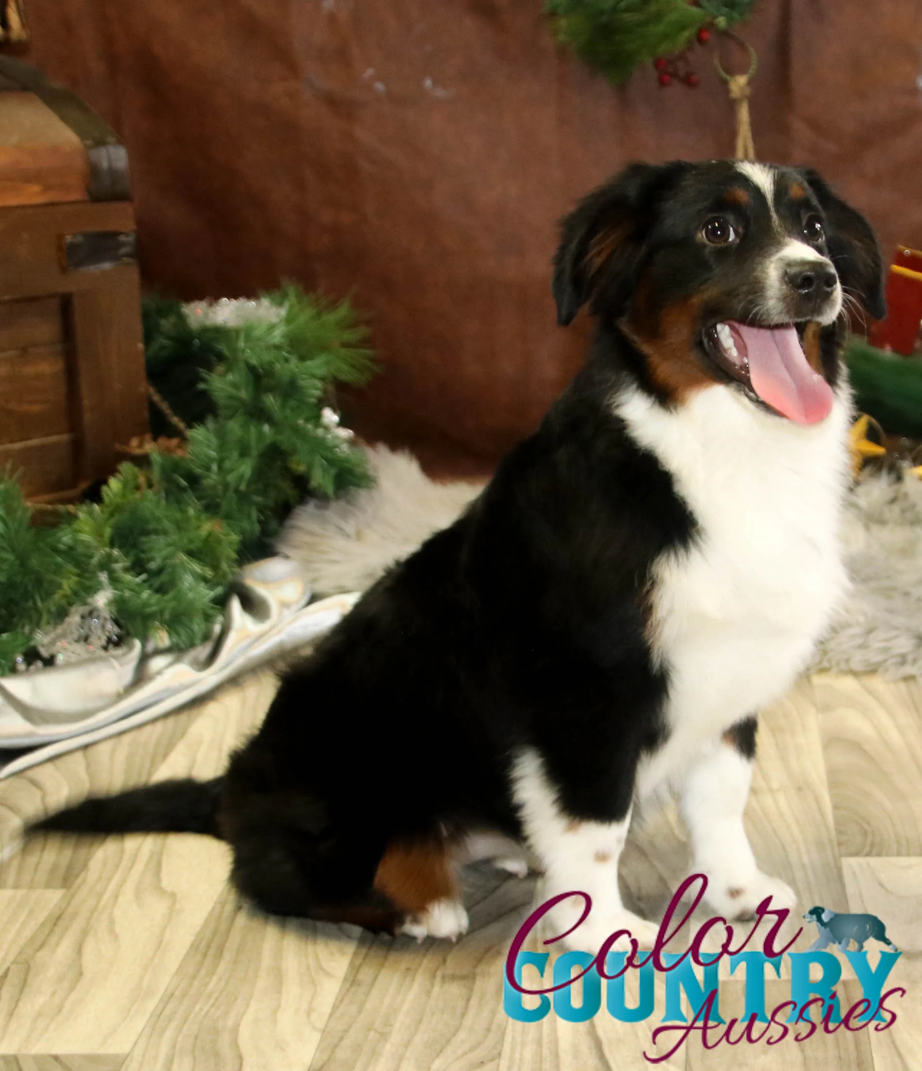 Daisey x Whiskey Black Tri Female | Color Country Aussies