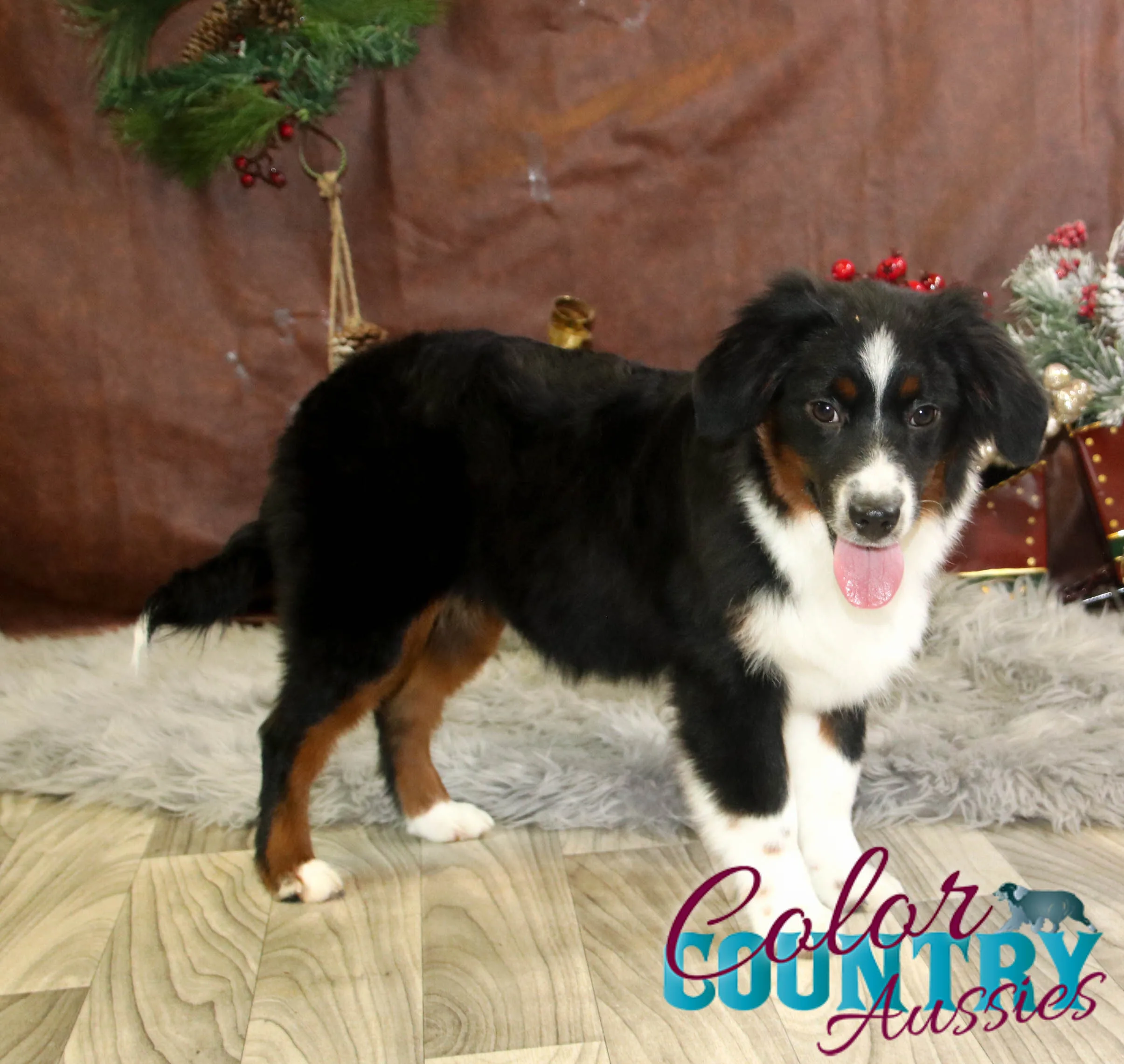 Daisey x Whiskey Black Tri Female | Color Country Aussies
