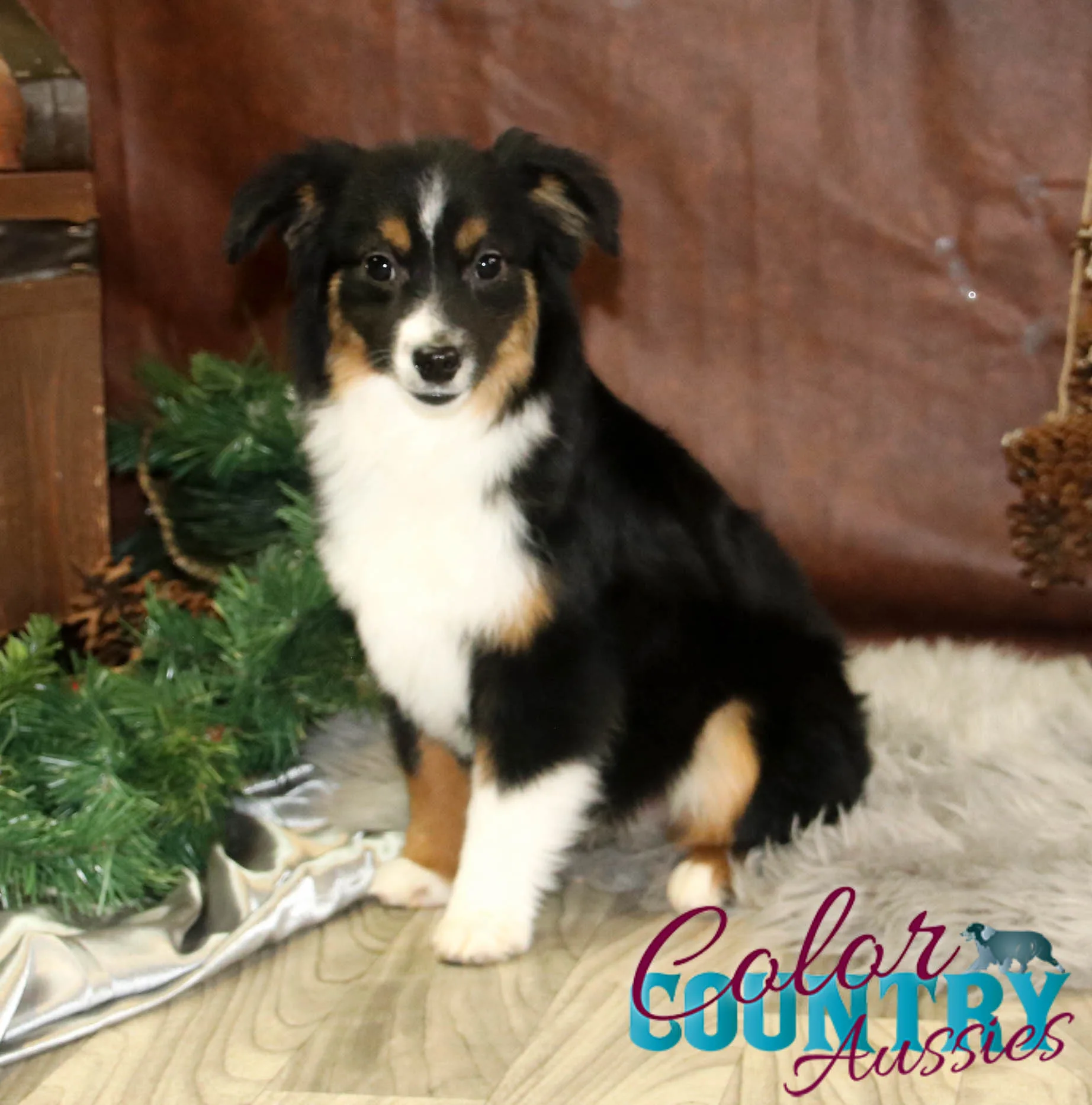Darla x Bo Black Tri Male | Color Country Aussies