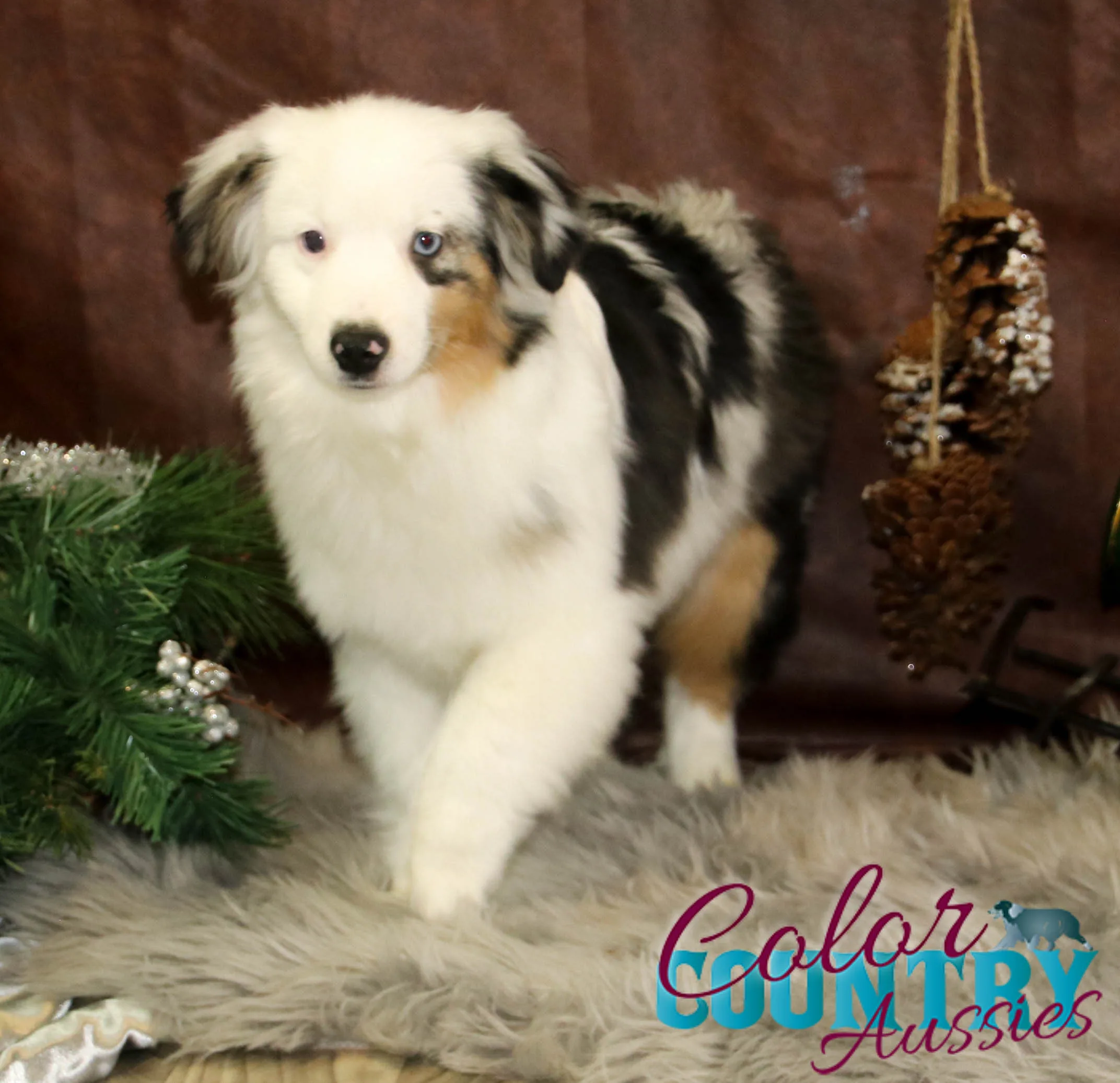 Darla x Bo Blue Merle Male | Color Country Aussies