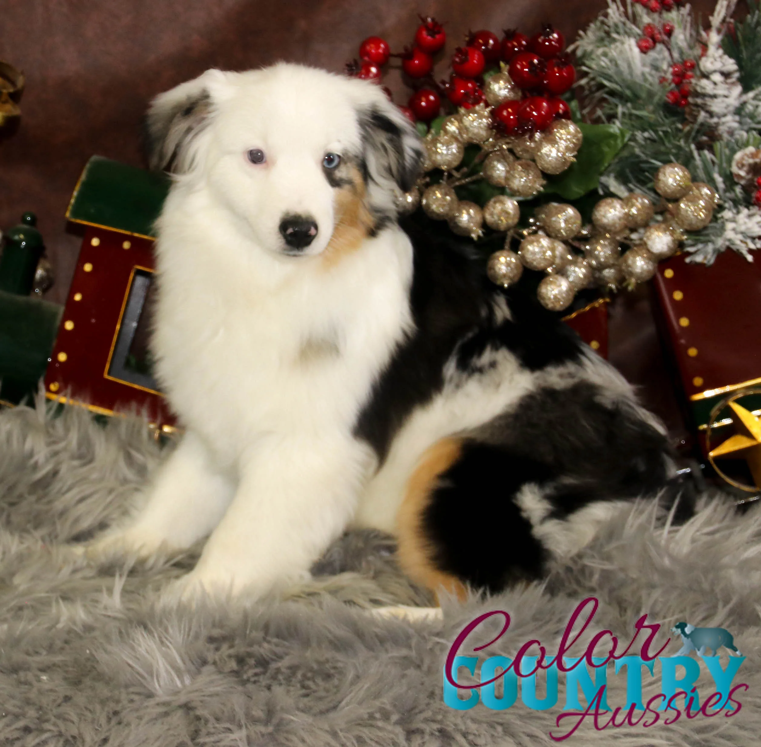 Darla x Bo Blue Merle Male | Color Country Aussies