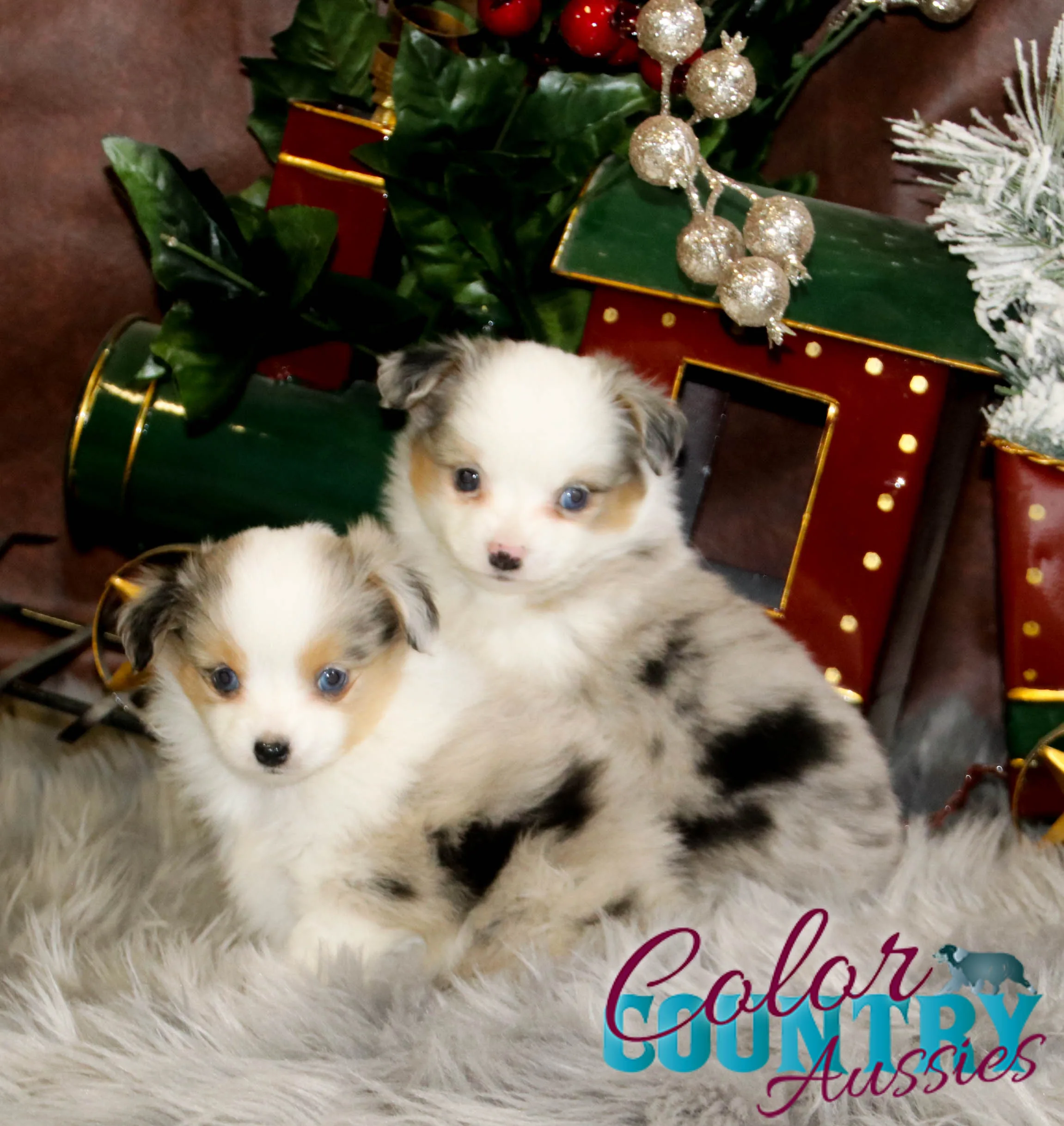 Ann x Roman Tiny Toy Blue Merle Female | Color Country Aussies