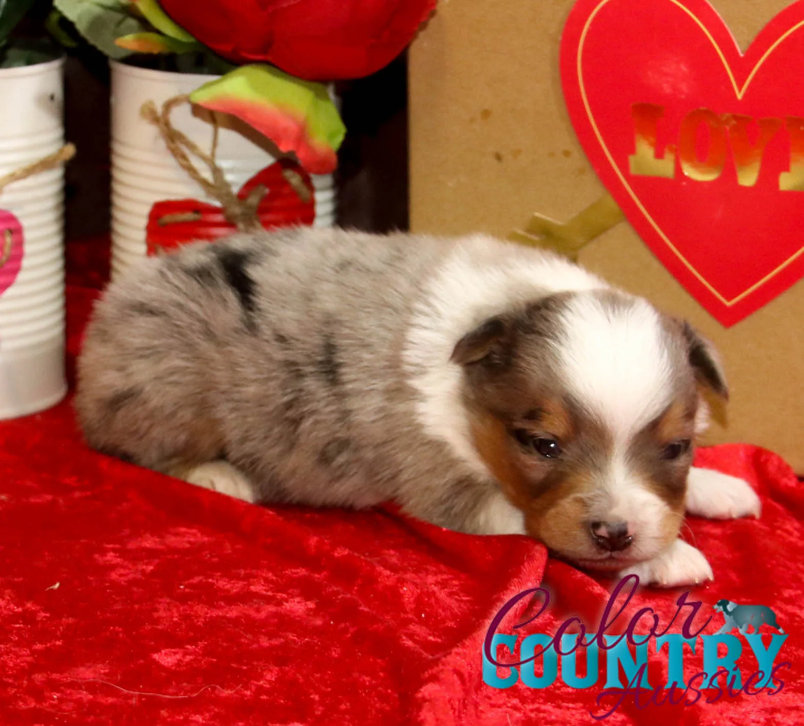 Pixie x Possum Blue Merle Male 1 | Color Country Aussies