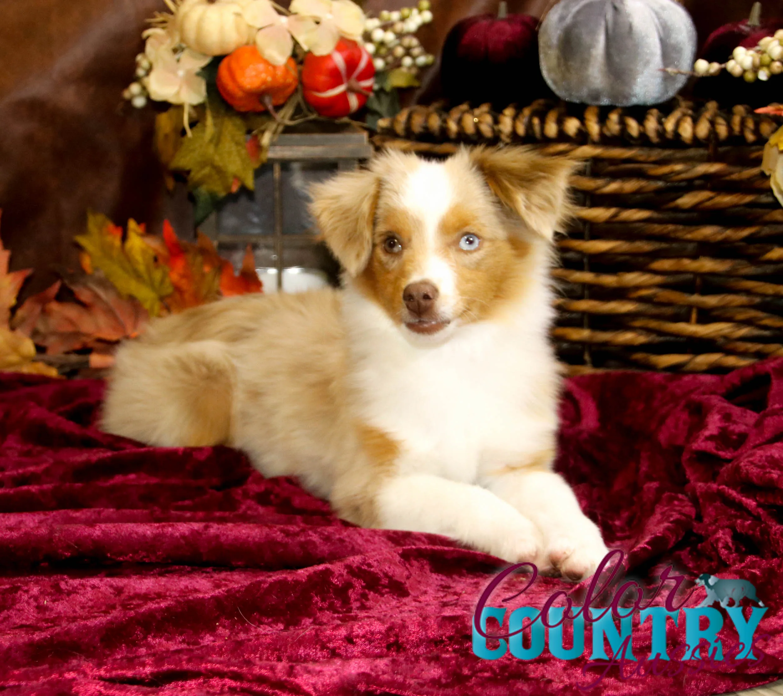 Ruby Rose x Roman Red Merle Female | Color Country Aussies