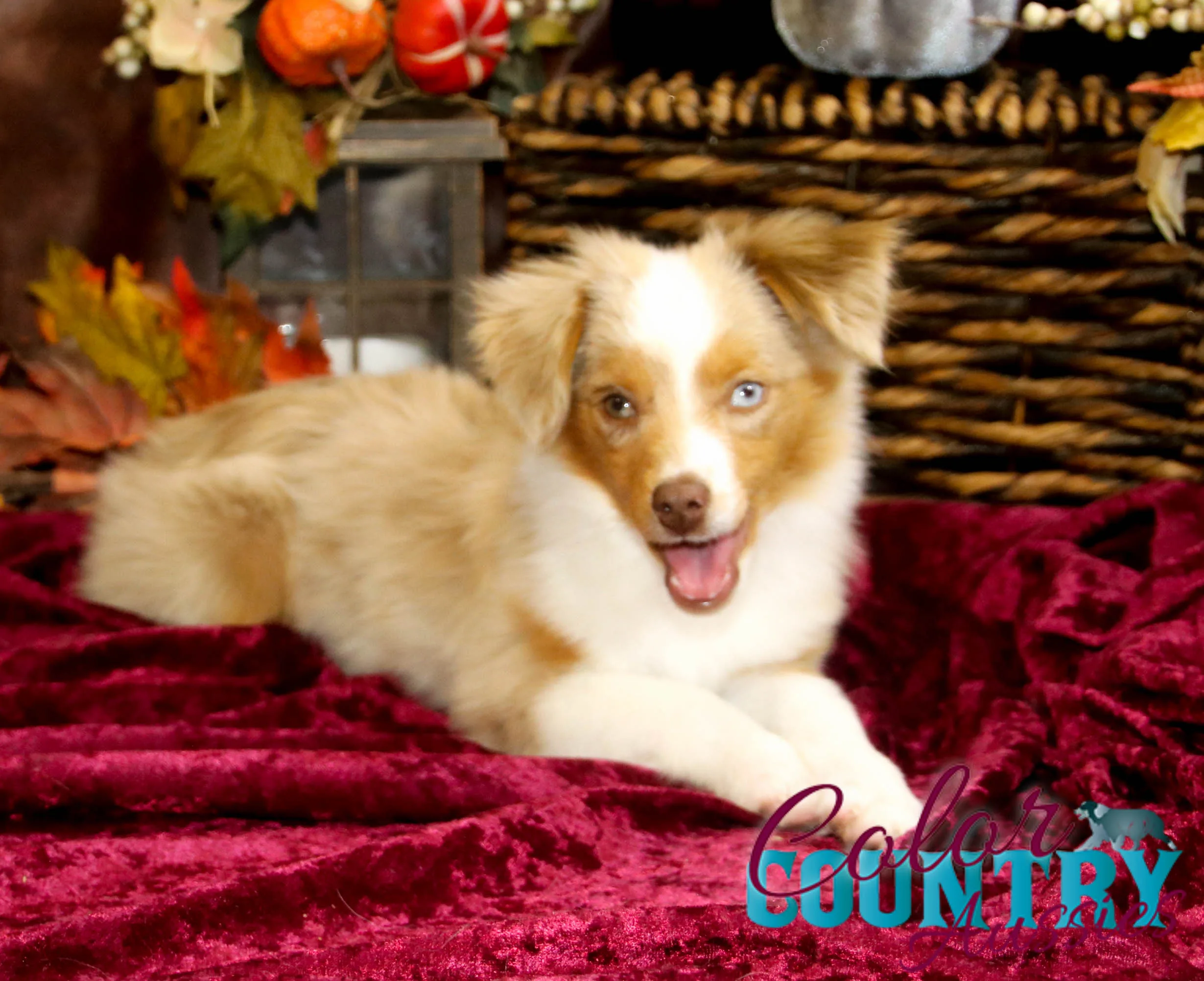Ruby Rose x Roman Red Merle Female | Color Country Aussies