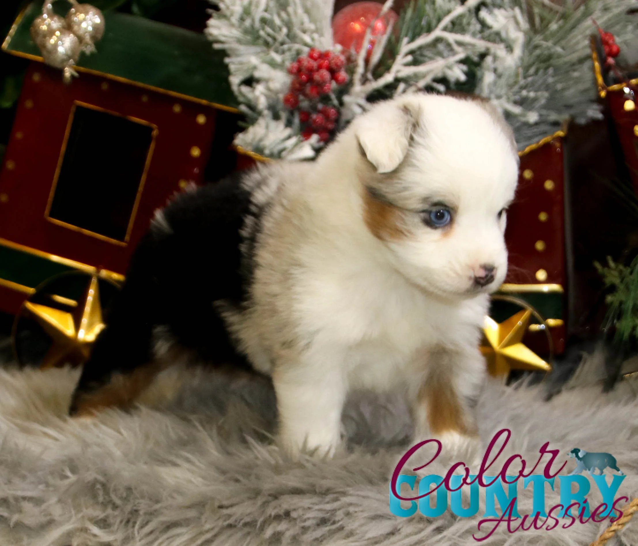 Red x Woodrow Blue Merle Female 2 | Color Country Aussies