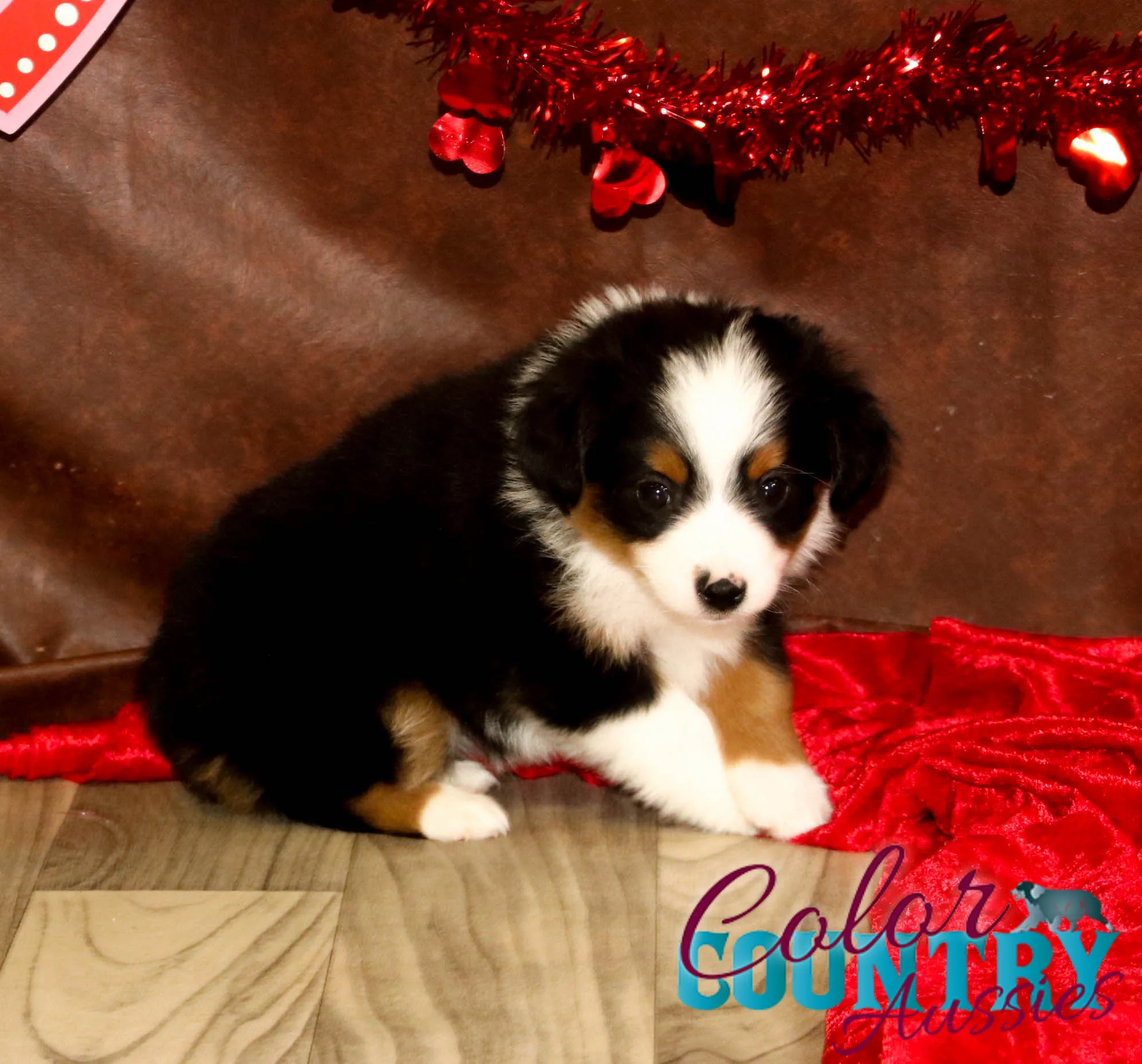 Robbin x Durango Black Tri Female | Color Country Aussies